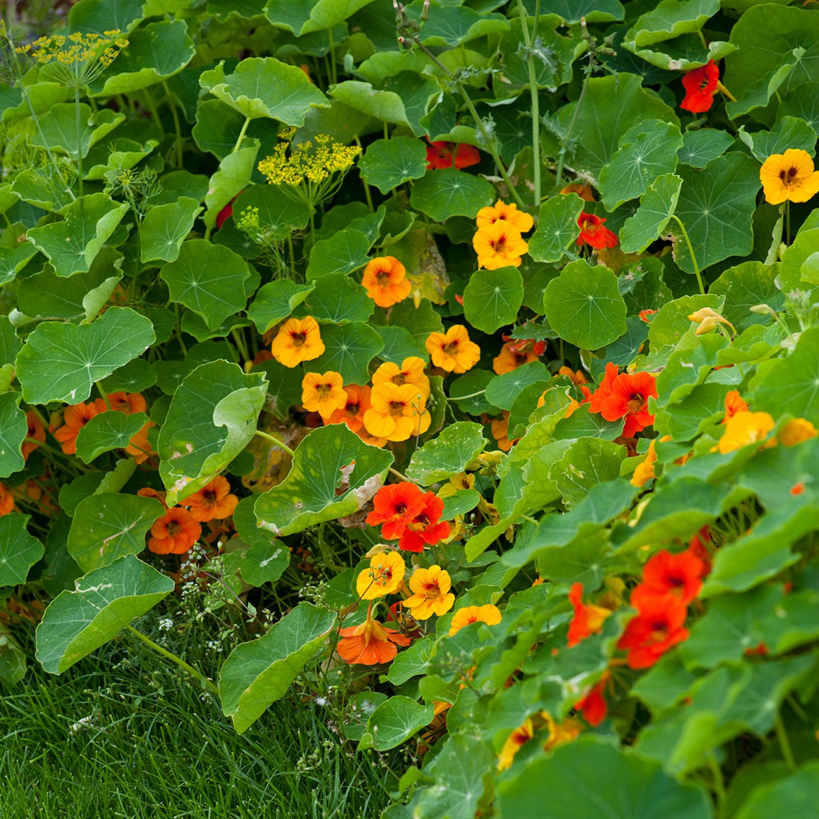 Capucine grimpante à fleurs doubles - Tropaeolum majus
