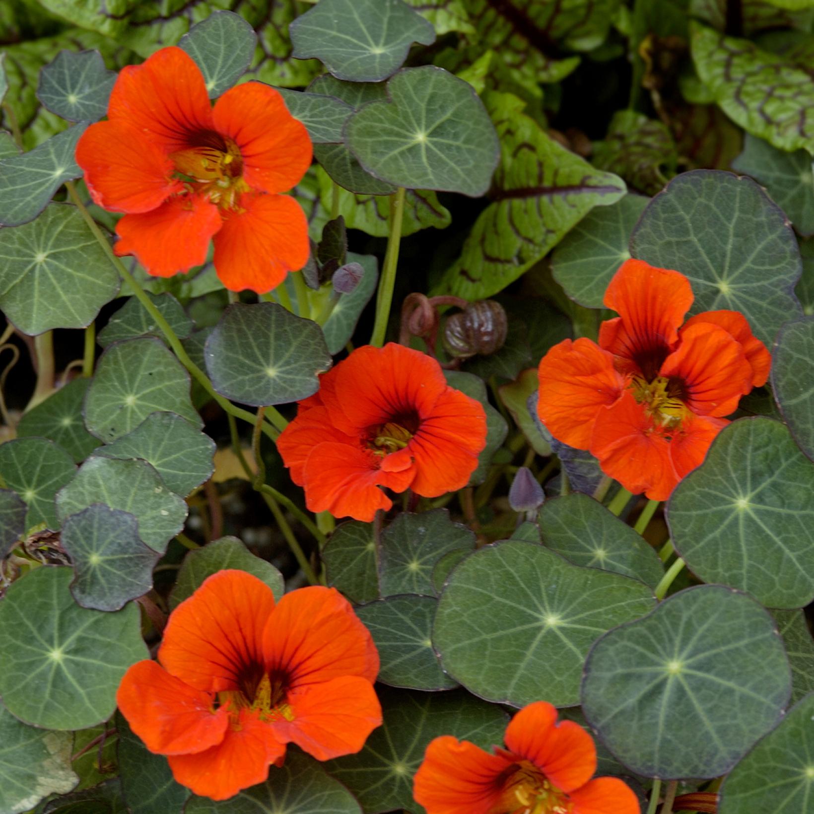 Graines de Capucine naine Empress of India BIO - Tropaeolum majus ...