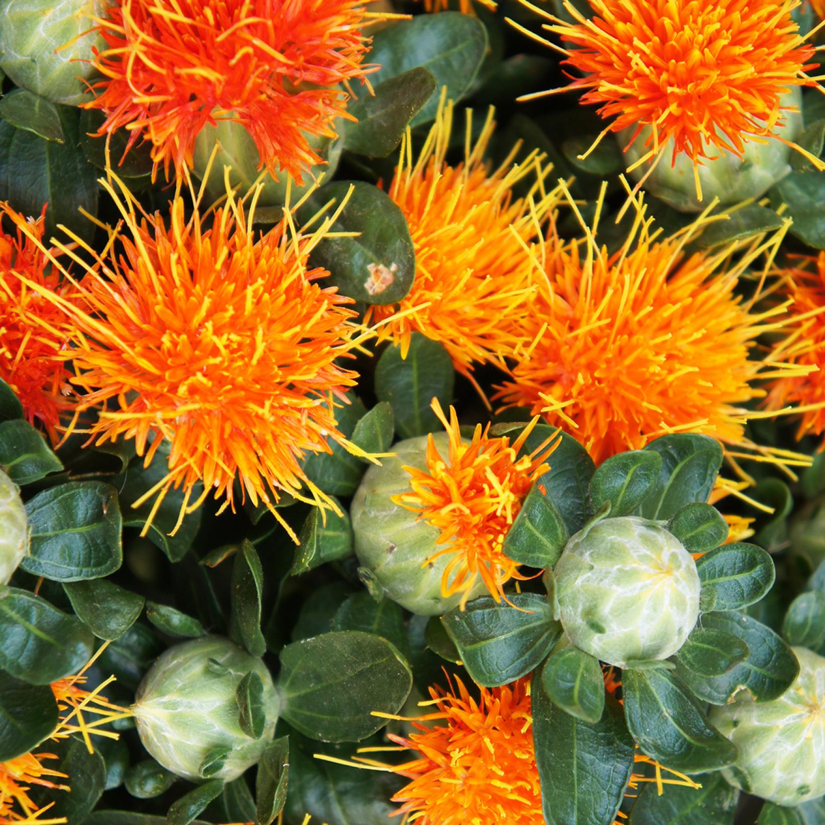 Graines de Carthame des teinturiers Zanzibar - Carthamus tinctorius ...