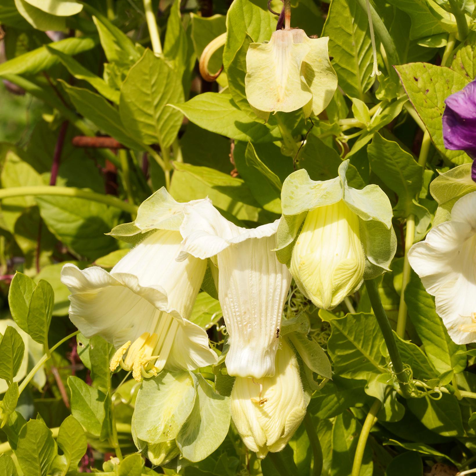 Cobée grimpante - Cobea scandens Alba