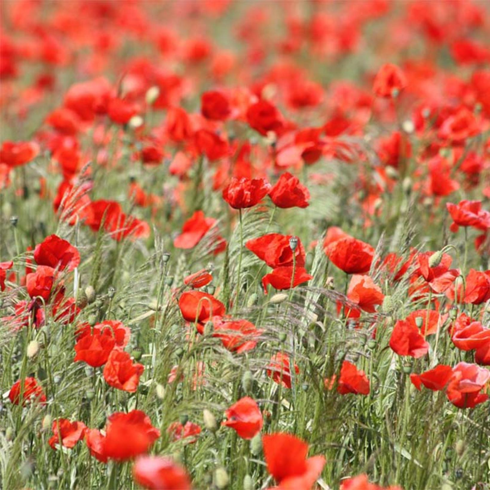 Coquelicot rouge - Pavot des moissons - Papaver rhoeas - Le coquelicot ...
