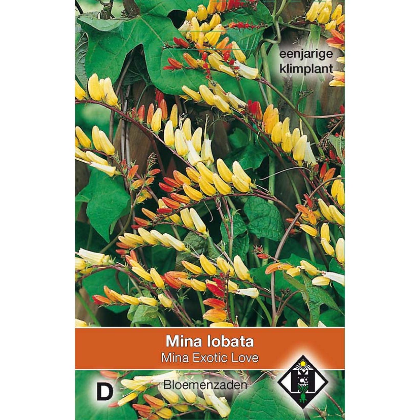 Mina lobata - Plume d'indien - Ipomoea lobata - Ipomoea versicolor ...
