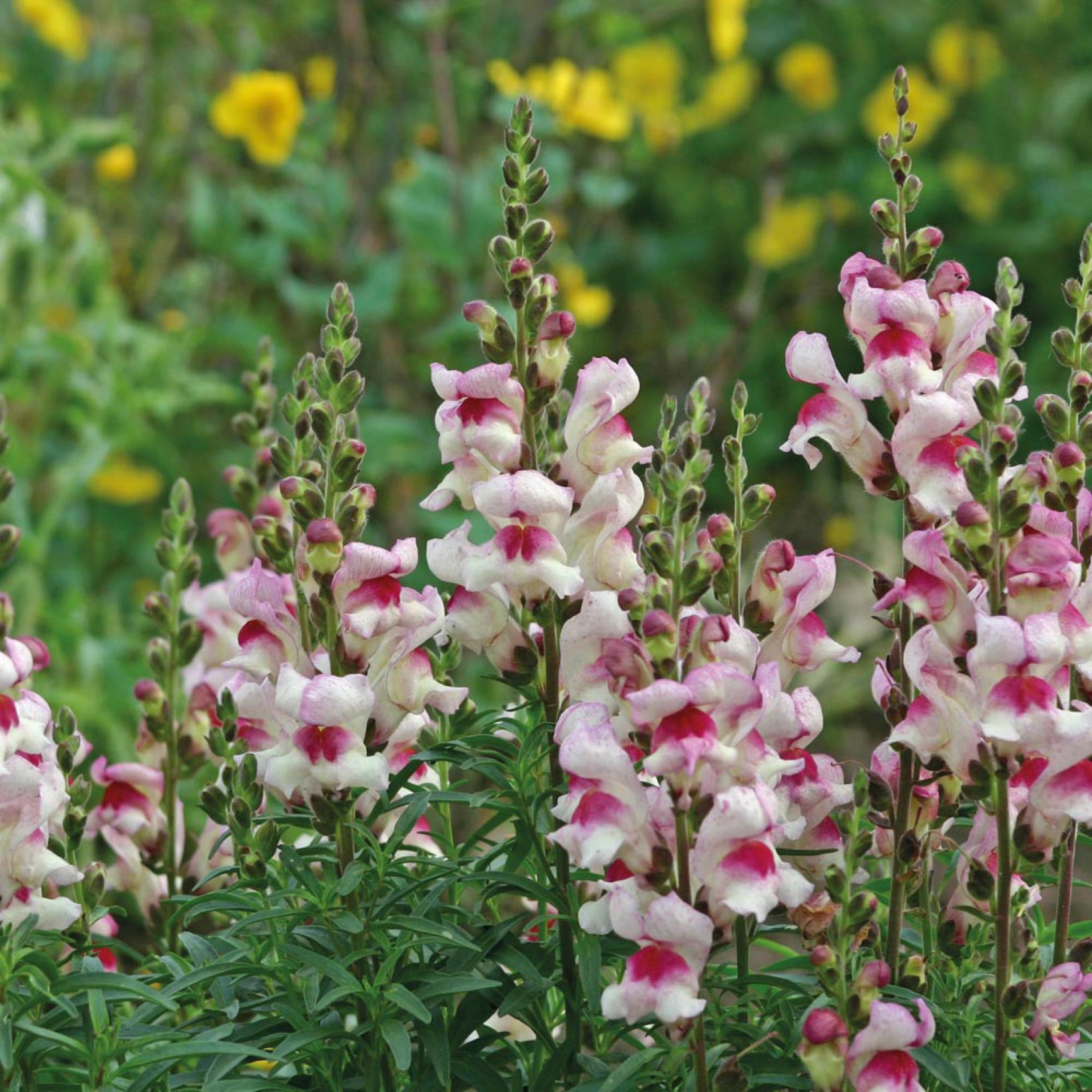 Muflier - Antirrhinum majus Lucky Lips - Grand muflier - Gueule de loup ...