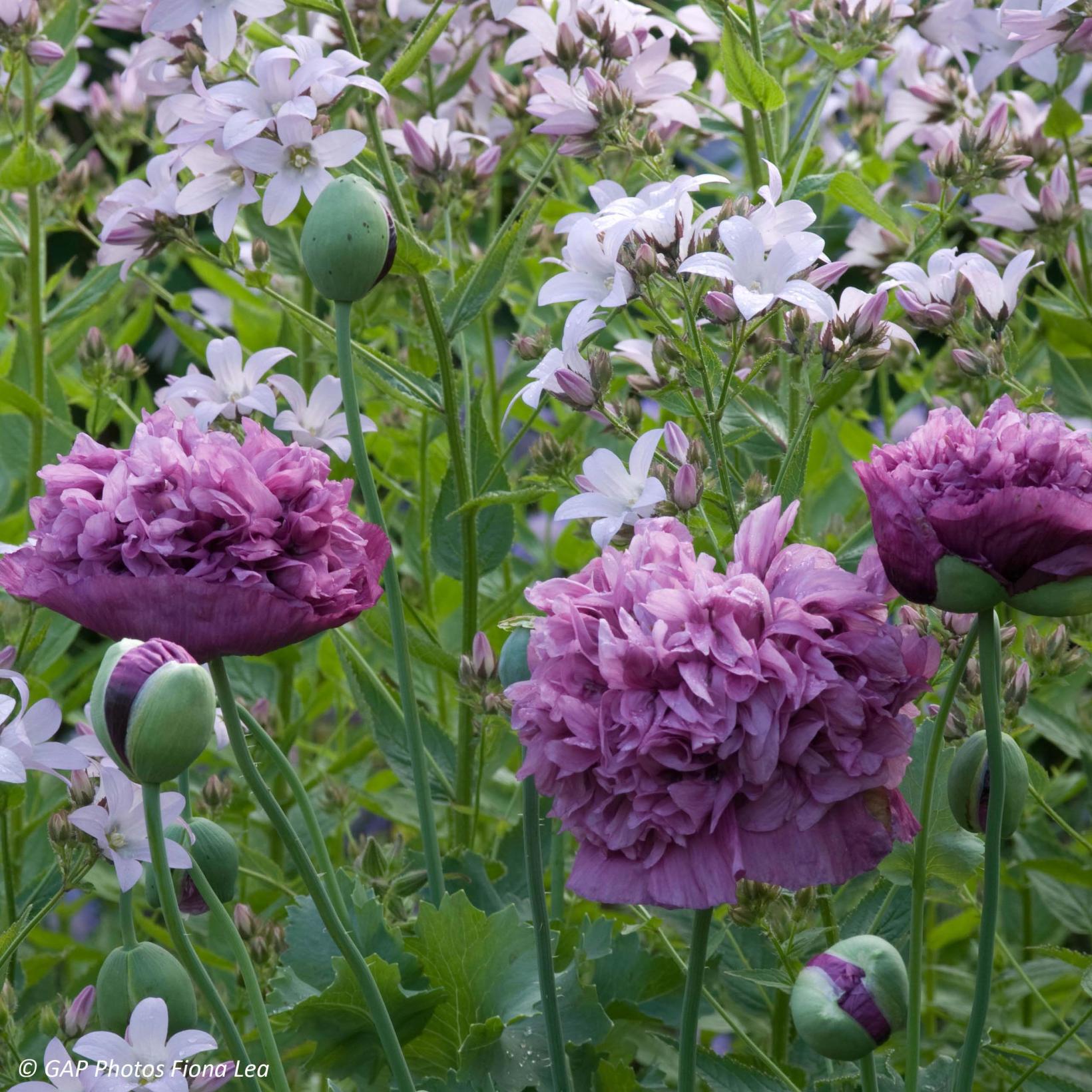 Papaver somniferum Purple Peony - Pavot somnifère - Pavot annuel - Des ...