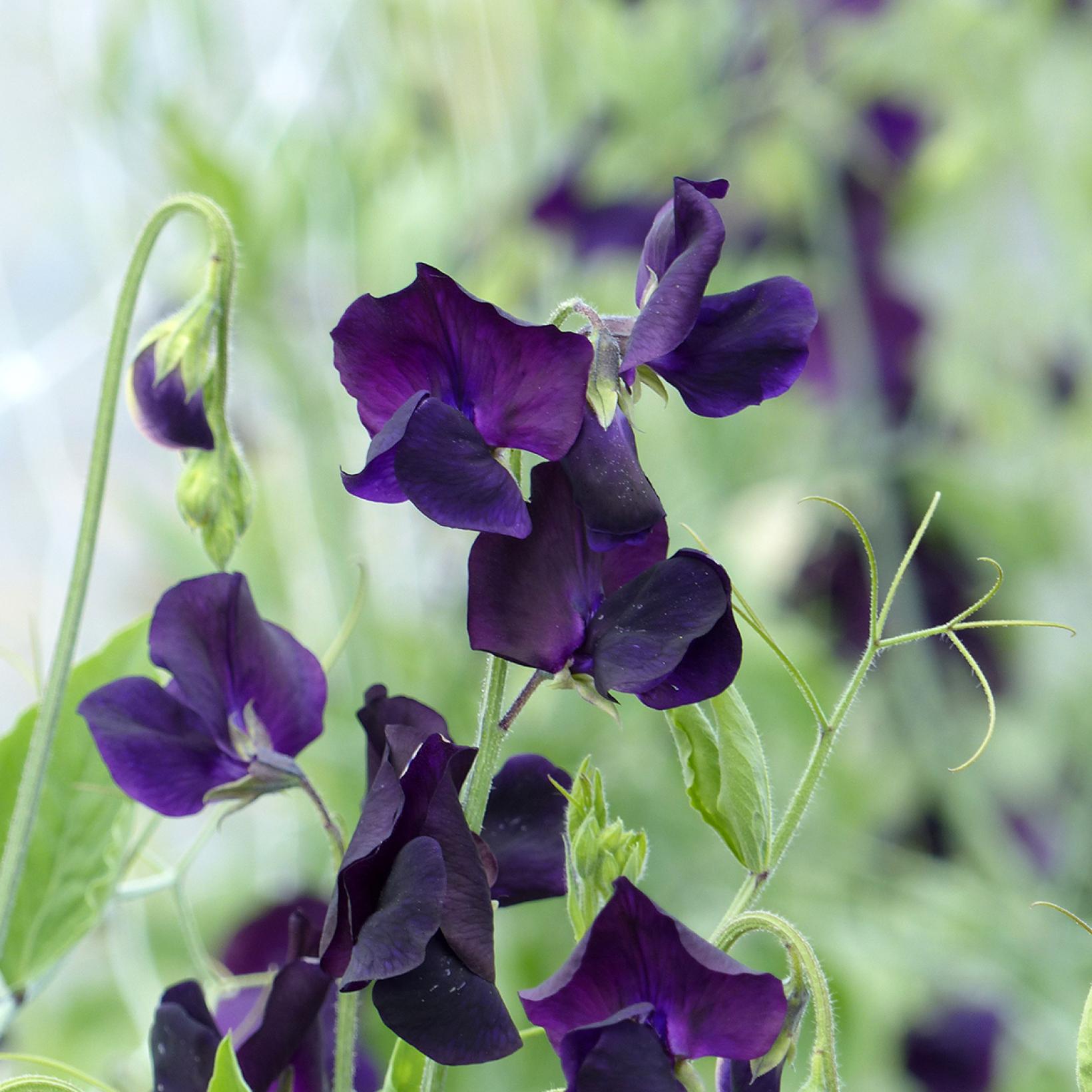 Pois de senteur Winter Sunshine Navy - Lathyrus odoratus à floraison ...
