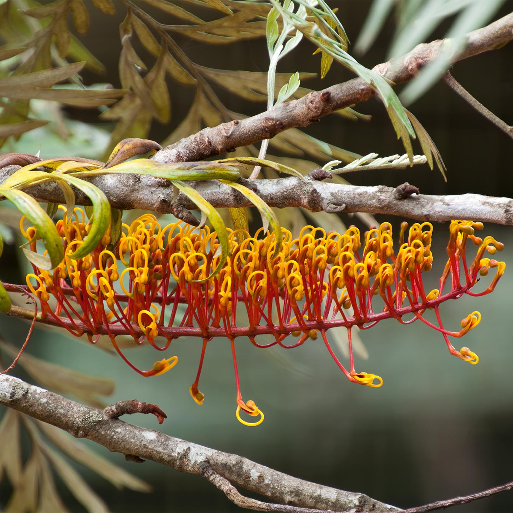Grevillea robusta - Chêne soyeux d'Australie - Arbre de climats doux