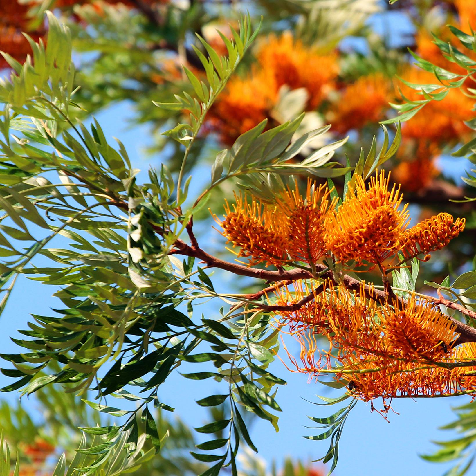 Grevillea robusta - Chêne soyeux d'Australie - Arbre de climats doux