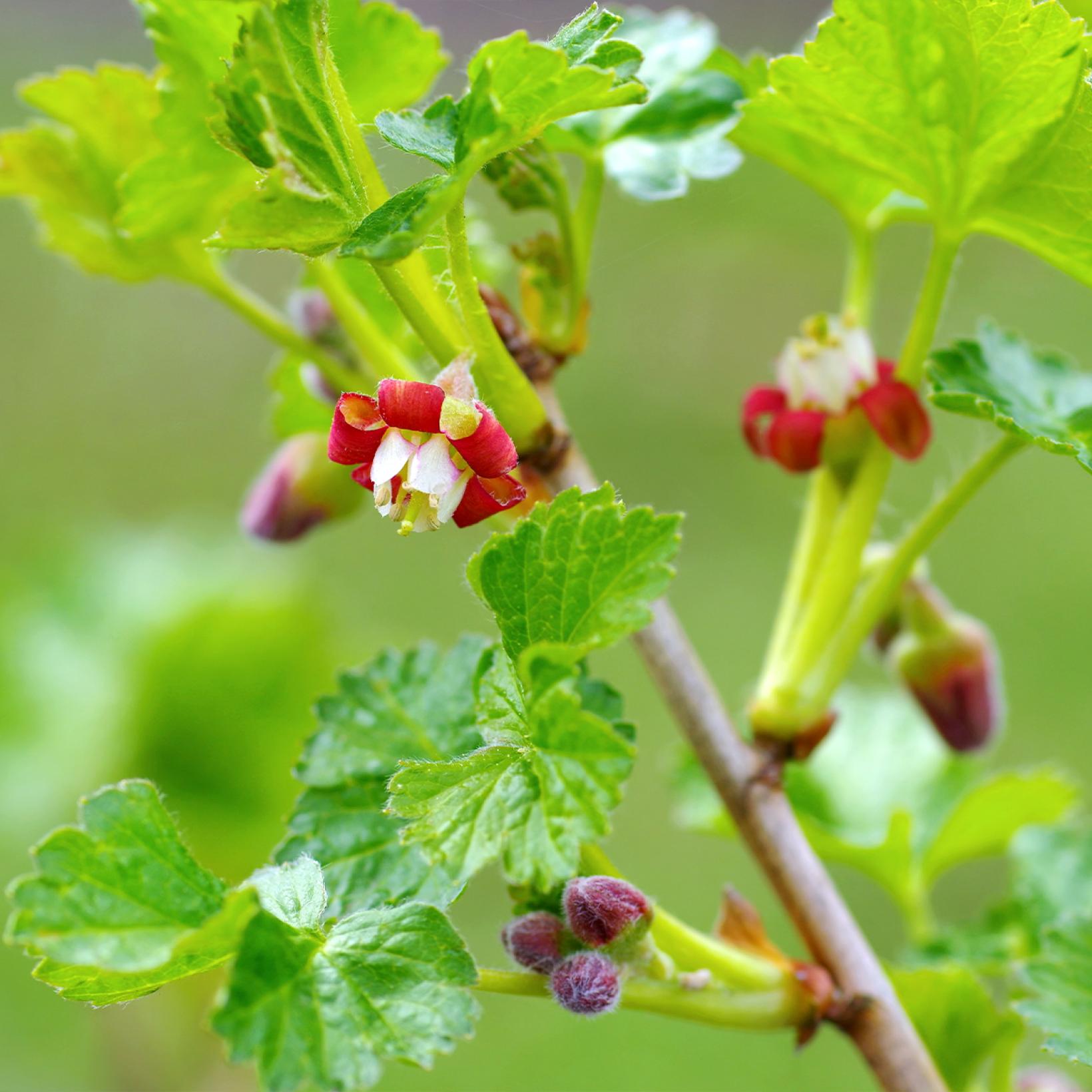 Ribes Jostaberry - Cassissier hybride ou Casseiller à fruits noirs