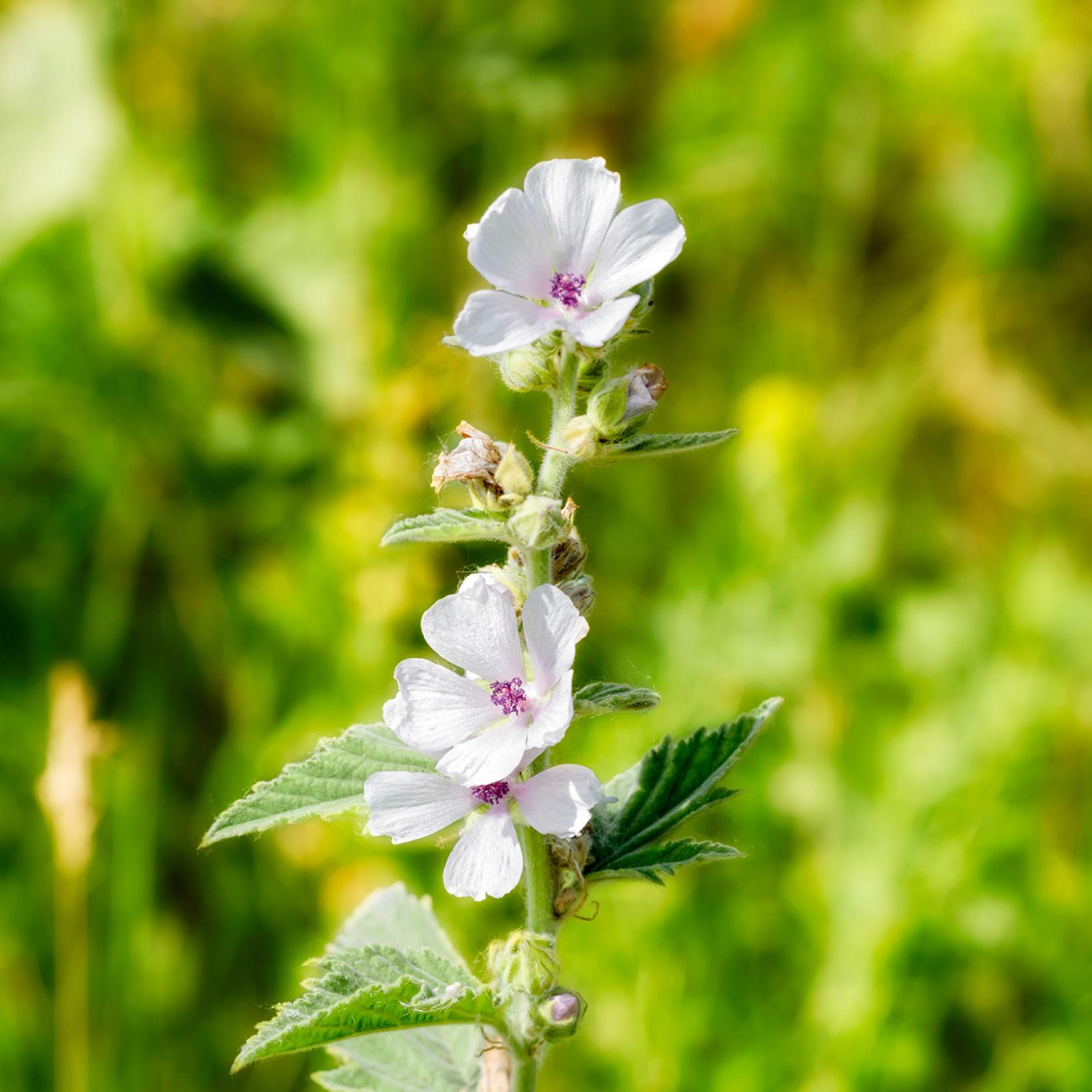 Guimauve - Althaea officinalis : une belle plante vivace médicinale