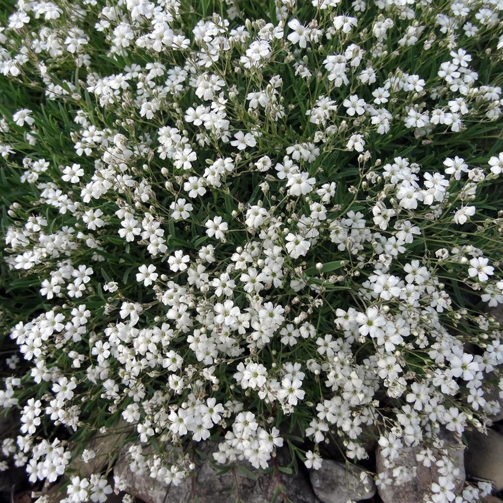 Gypsophila repens White Angel - Gypsophile rampant à fleurs blanches ...