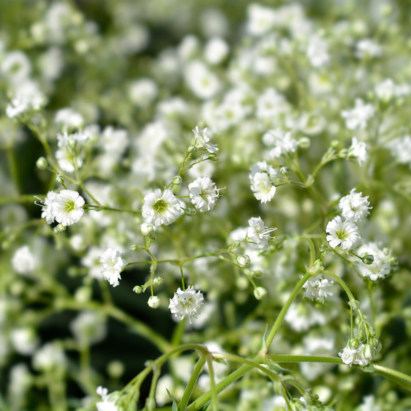 Gypsophila paniculata Snow Flake - Gypsophile paniculée aux fleurs ...