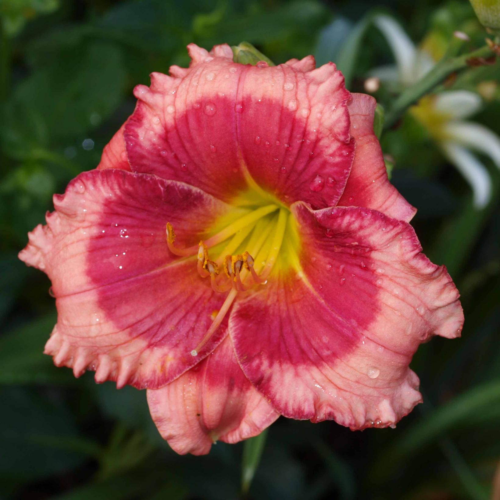 L'Hémérocalle Dragons Eye, des fleurs parfumées roses à macule rouge ...