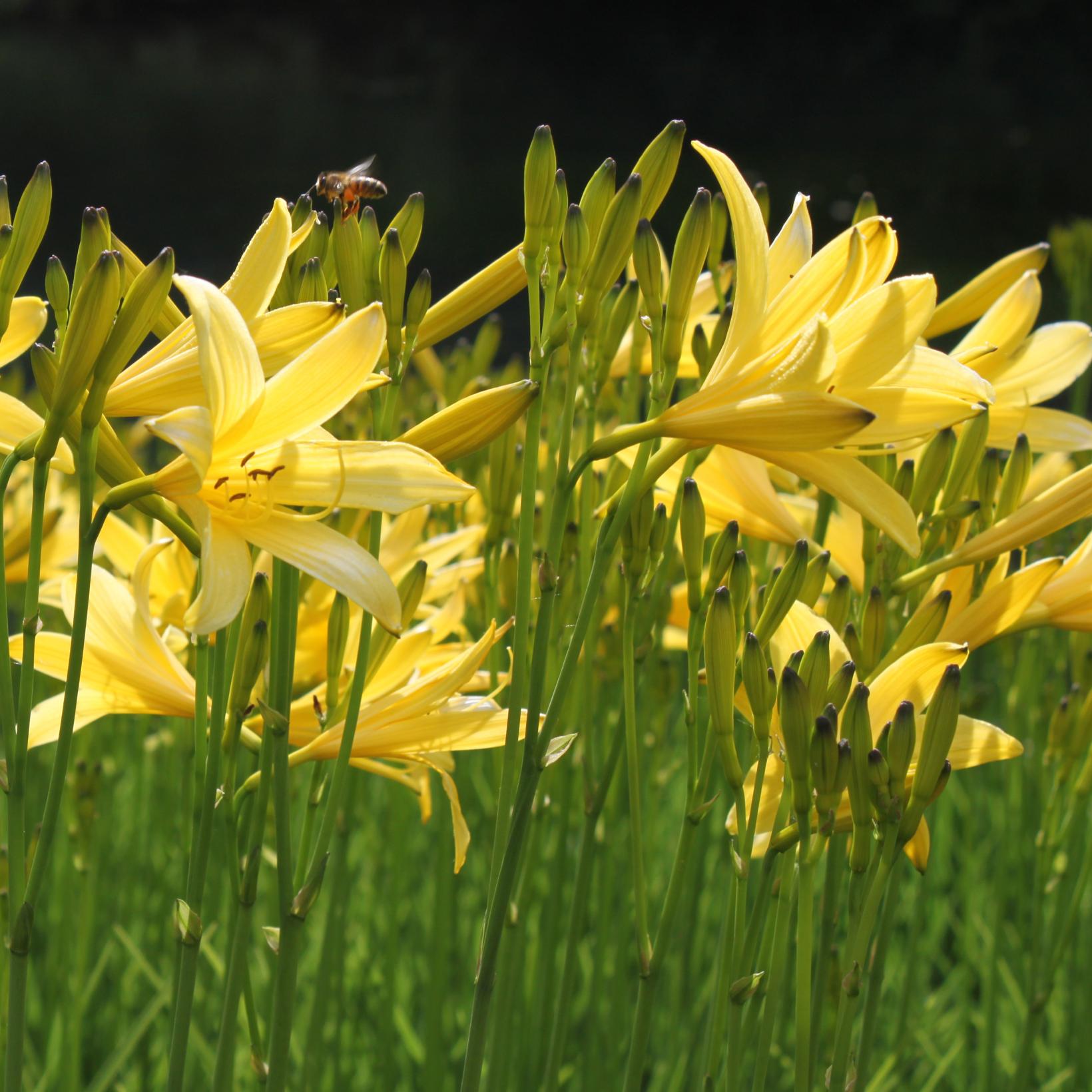 Hémérocalle jaune - Hemerocallis lilioasphodelus (flava)