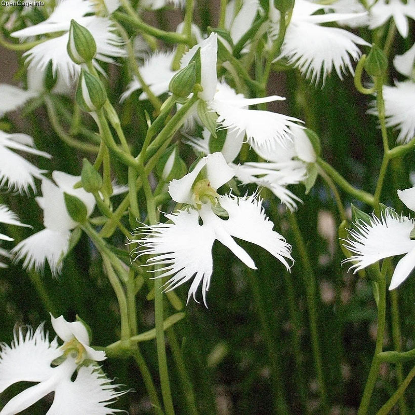 Habenaria radiata Variegata - Orchidée colombe panachée - Orchidée ...