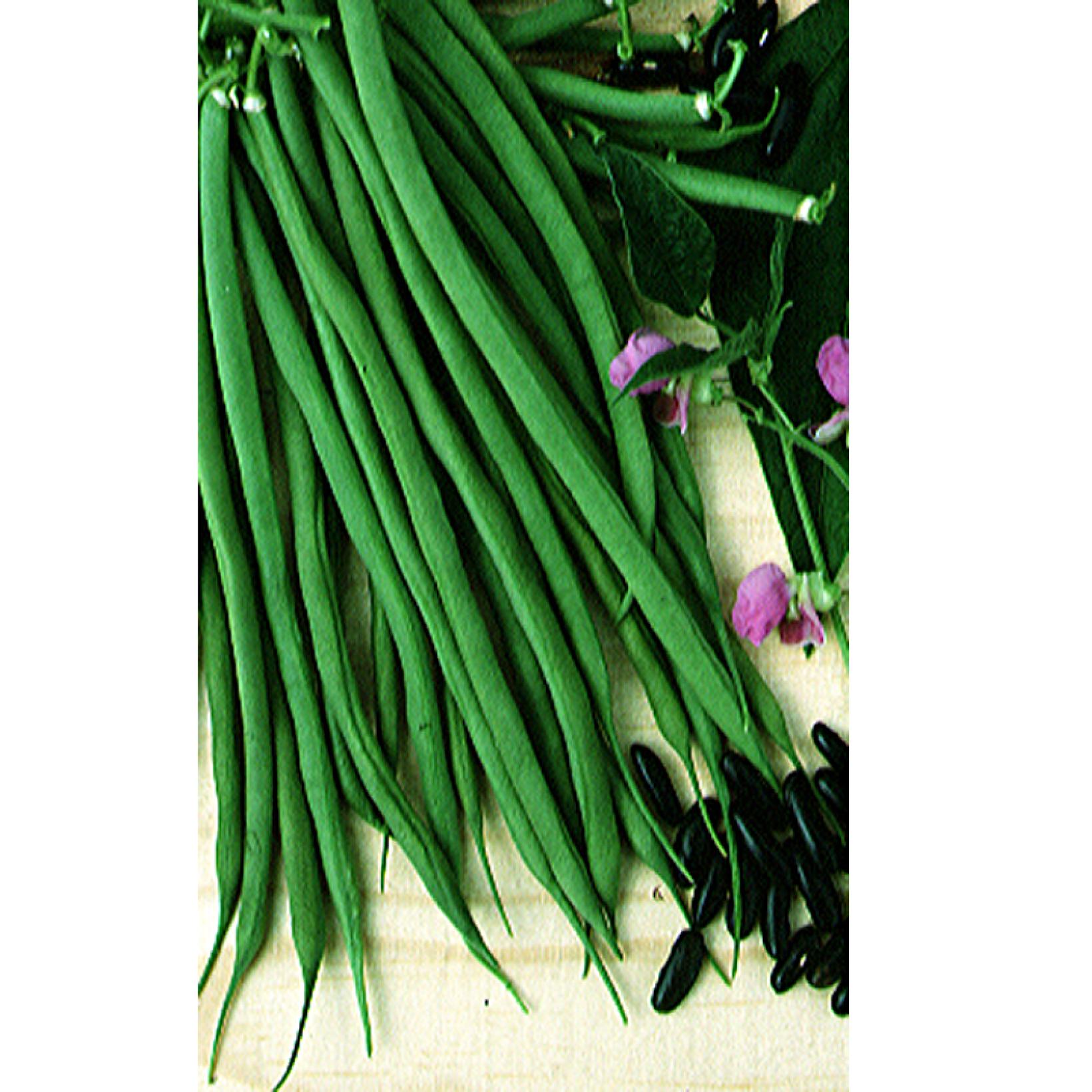 Haricot vert nain à filet Aiguillon - Graines potagères bio