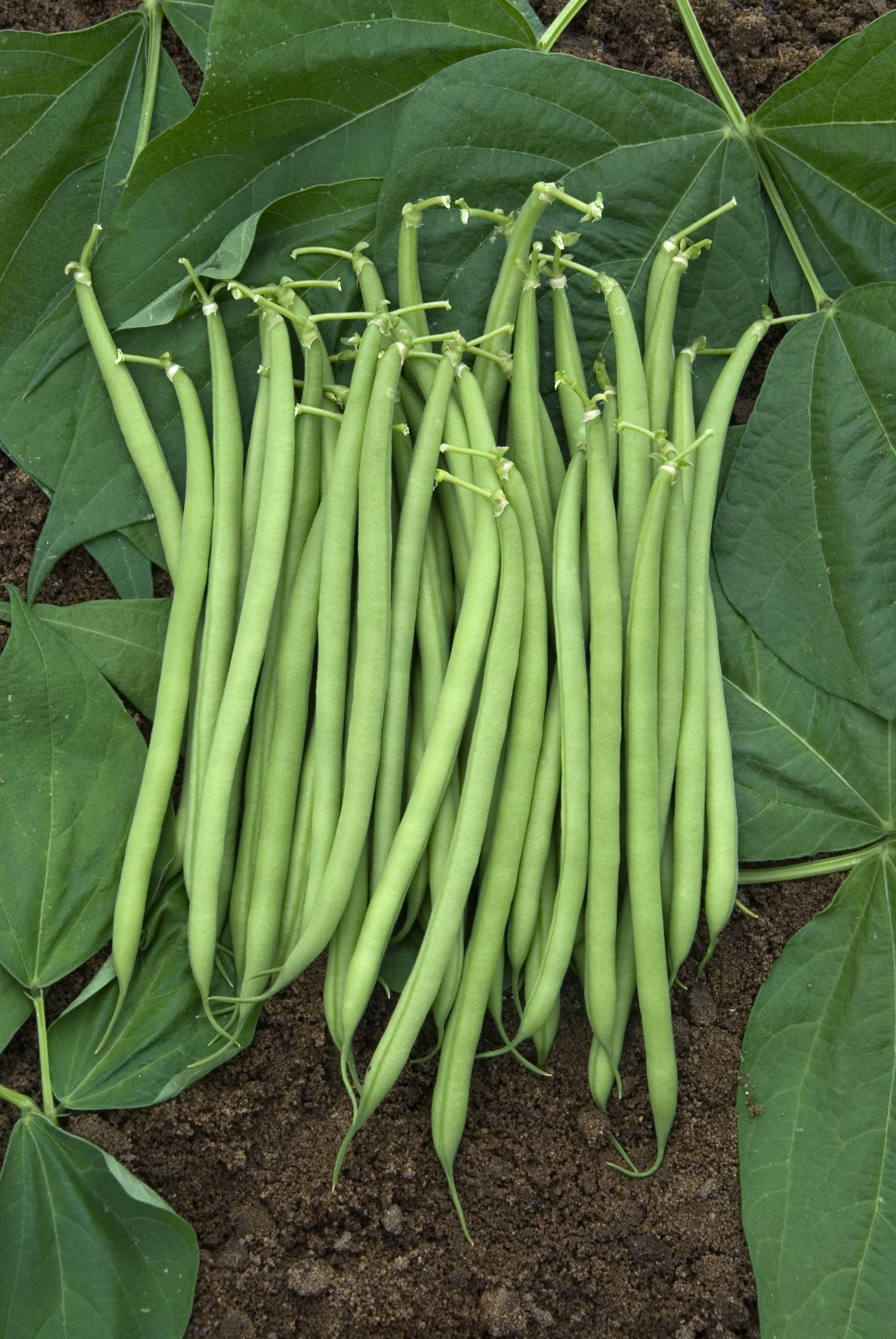 Haricot vert nain à filet Delinel - Graines potagères - Une variété ...