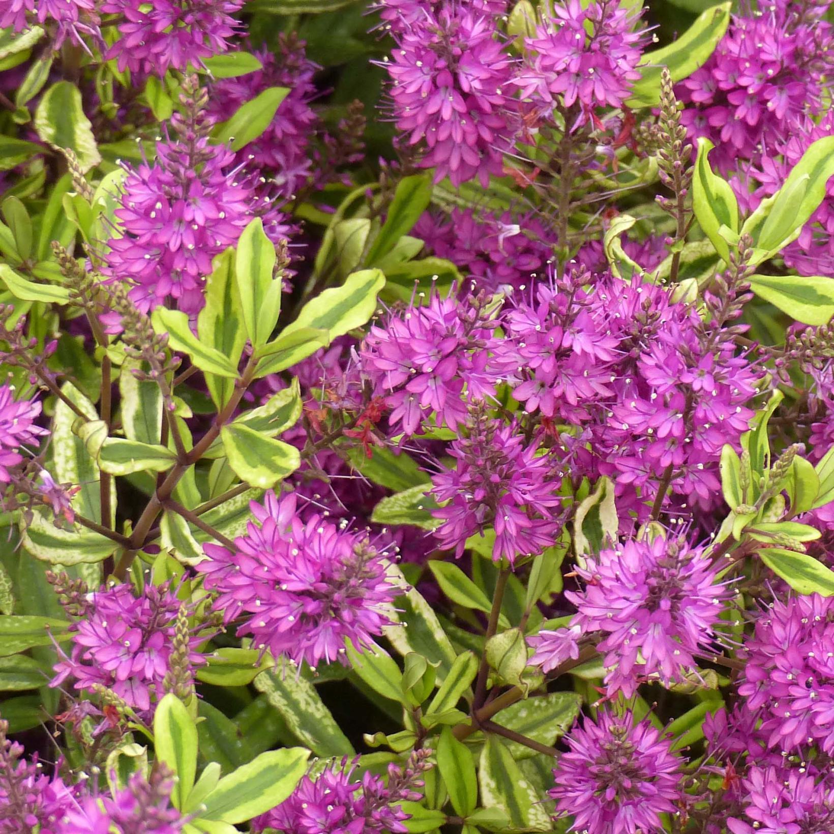 Hebe Celebration - Véronique arbustive panachée et fleurs violacées