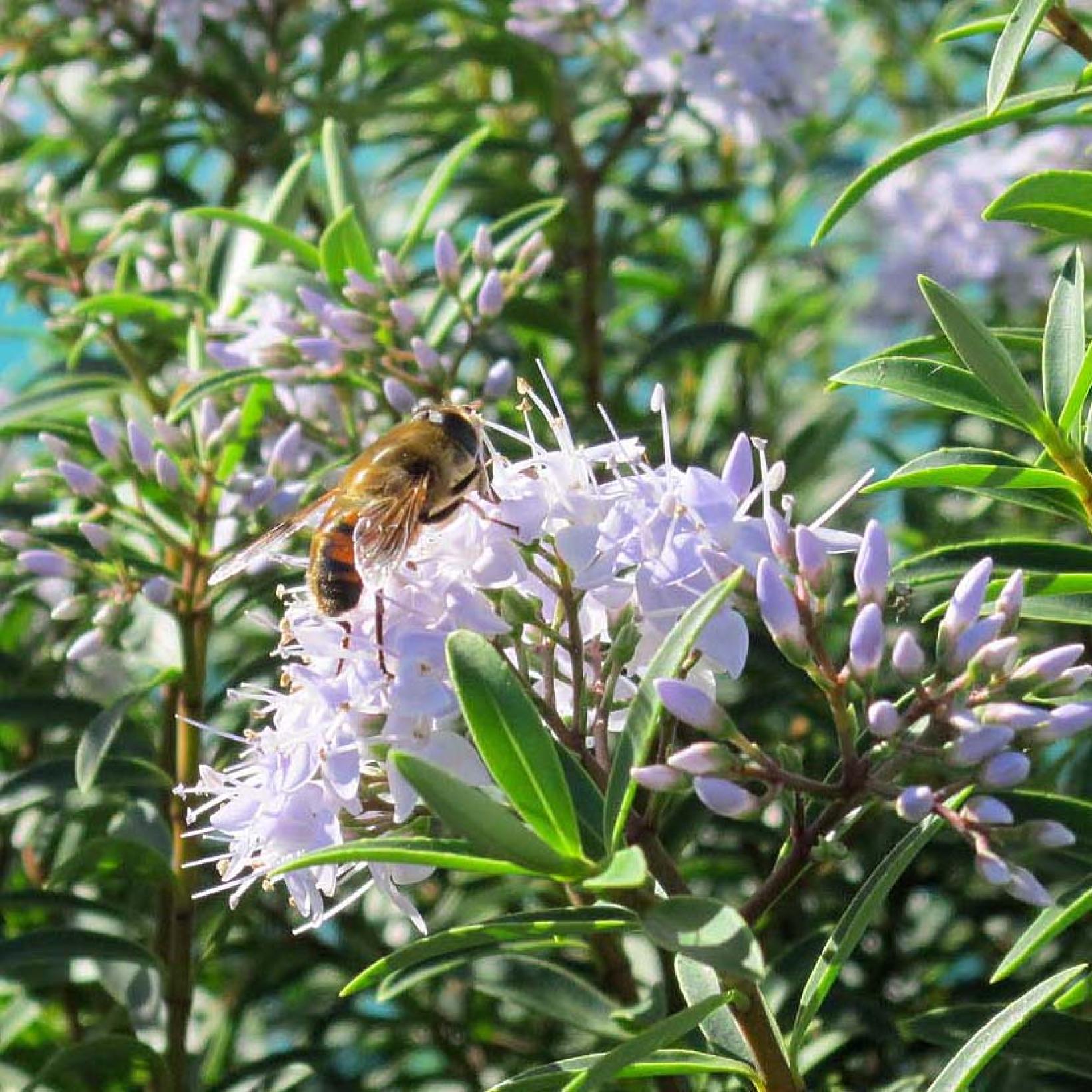 Véronique arbustive - Hebe diosmifolia à feuillage fin, fleurs mauve pâle