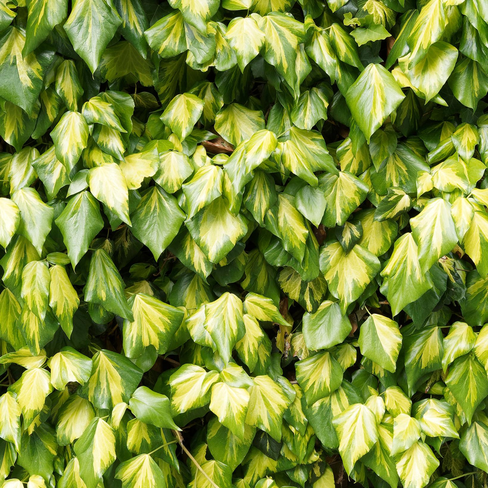 Hedera colchica Sulphur Heart - Lierre de Colchide panaché vert pâle et ...