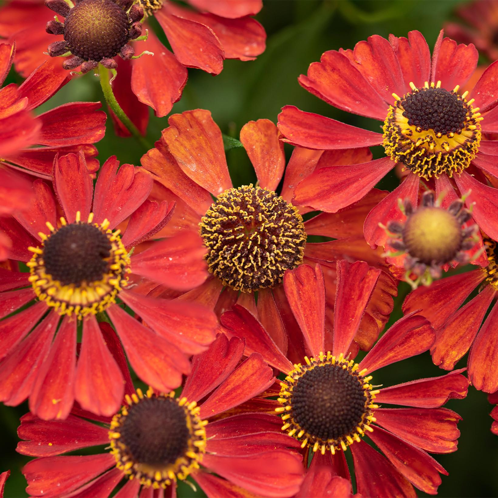 Helenium Red Jewel - Hélénie à longue floraison rouge orangé
