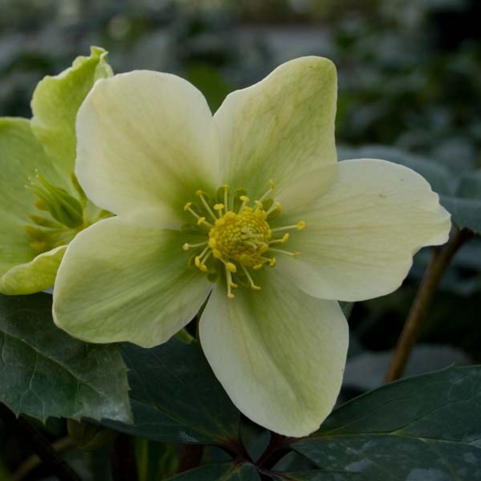 L'Hellebore Nigercors Snow Love, un hybride stérile à grandes fleurs de ...