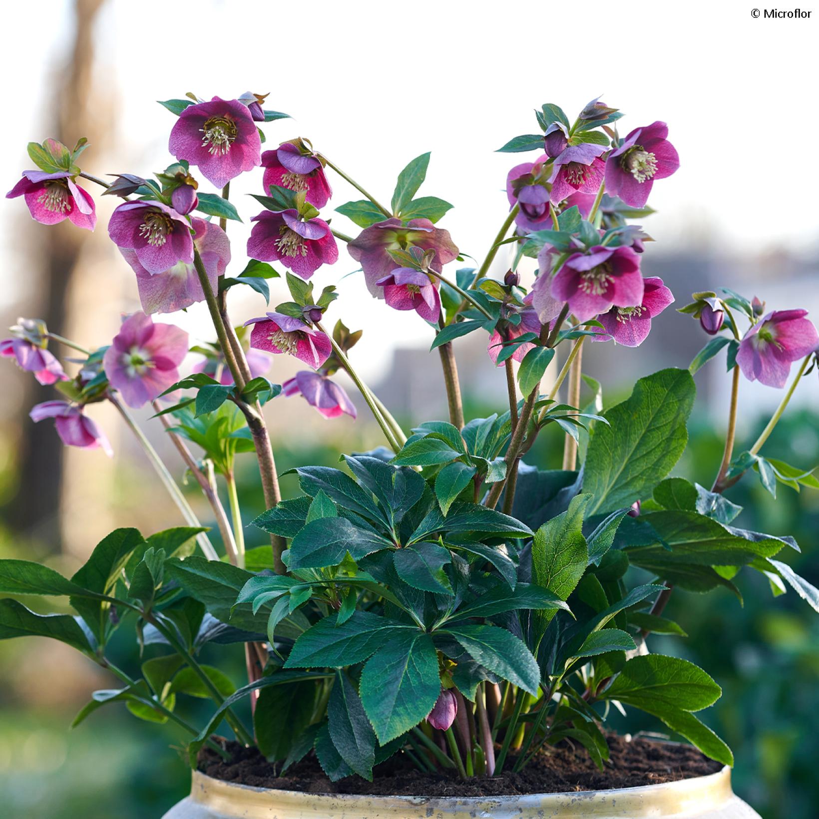 Helleborus orientalis ViV Carlotta - Hellébore compact à fleurs rouges