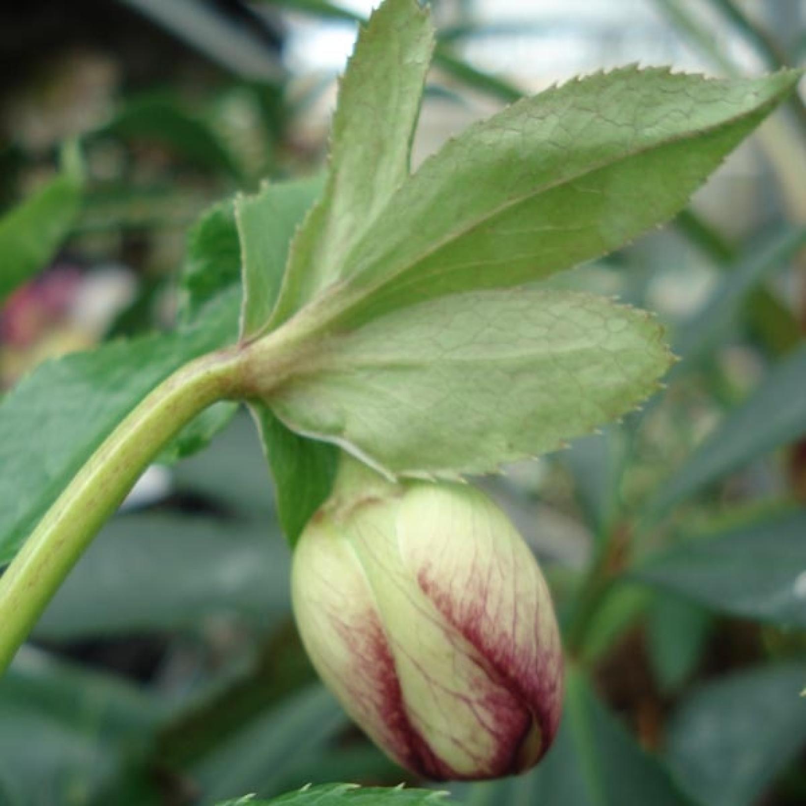 Hellebore Double Picotee - Helleborus orientalis - Rose de Noël