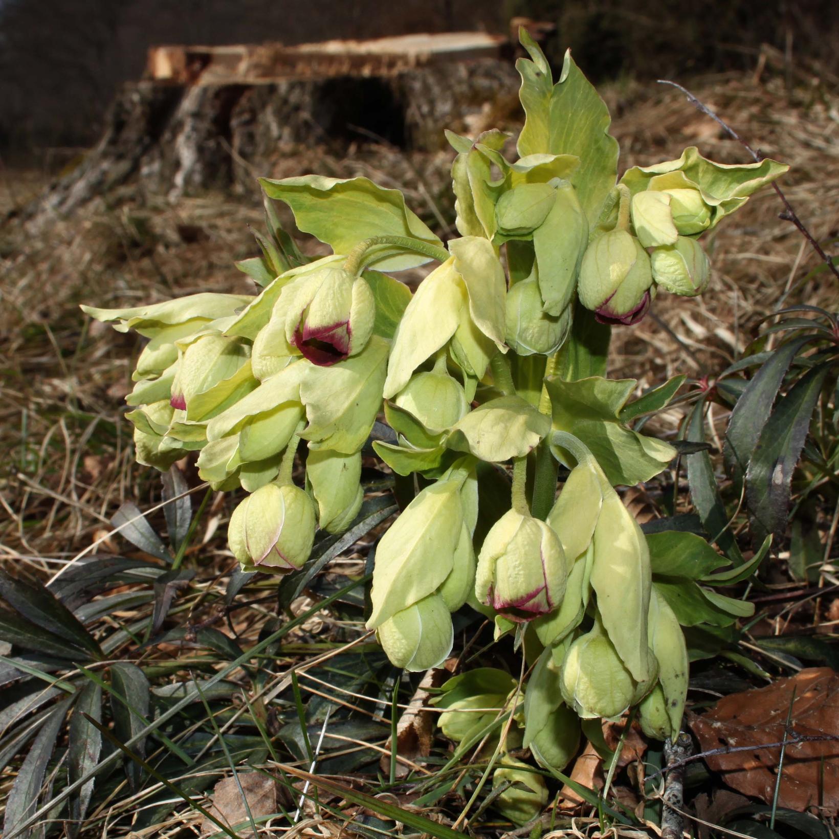 L'Hellébore foetidus Wester Flisk, des fleurs vert pâle ornées d'un ...