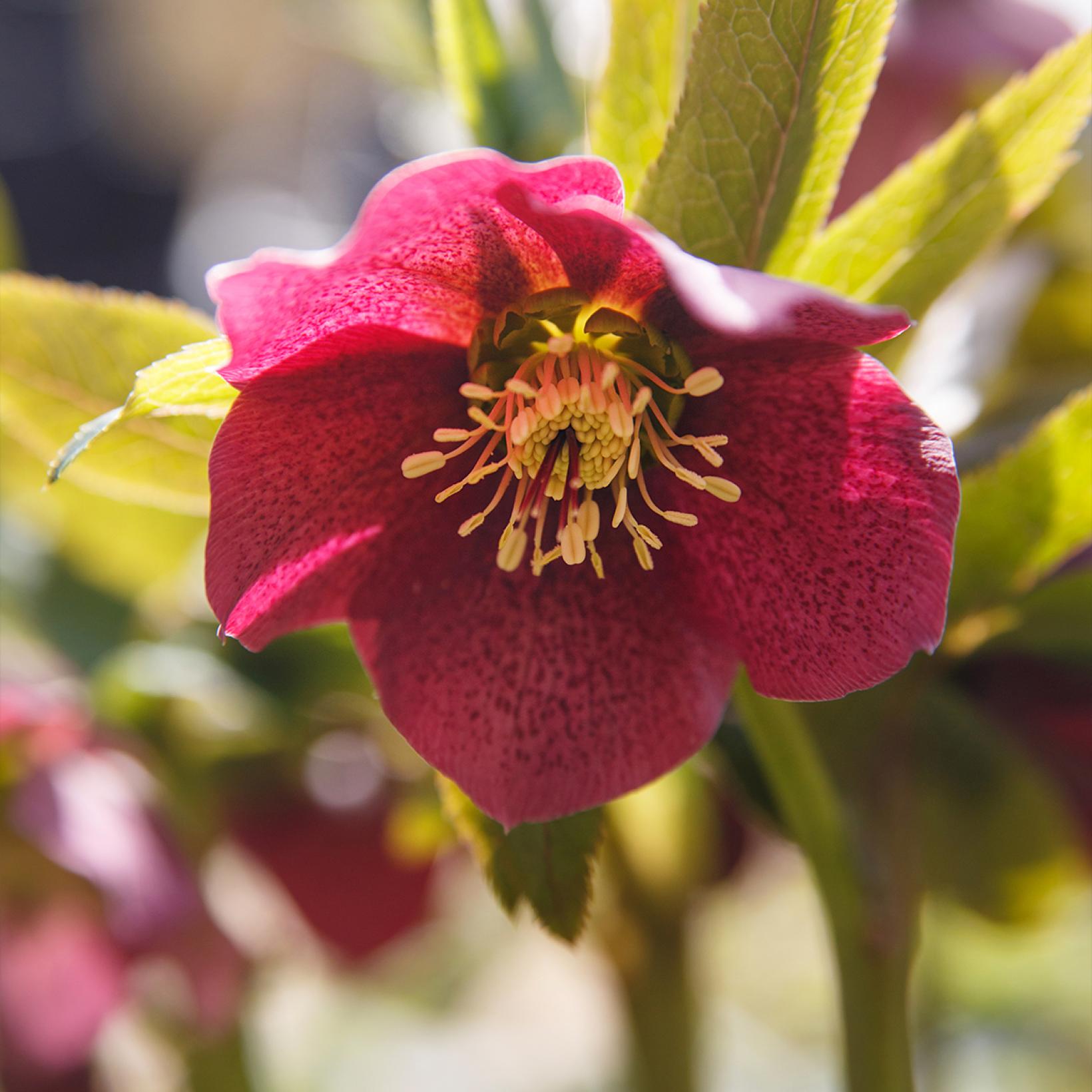 L'Héllébore hybridus Red Hybrids, des fleurs d'un rouge clair.