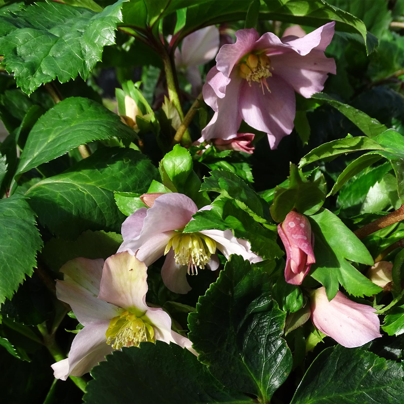 Hellebore orientale ViV Diana - Helleborus orientalis aux fleurs roses