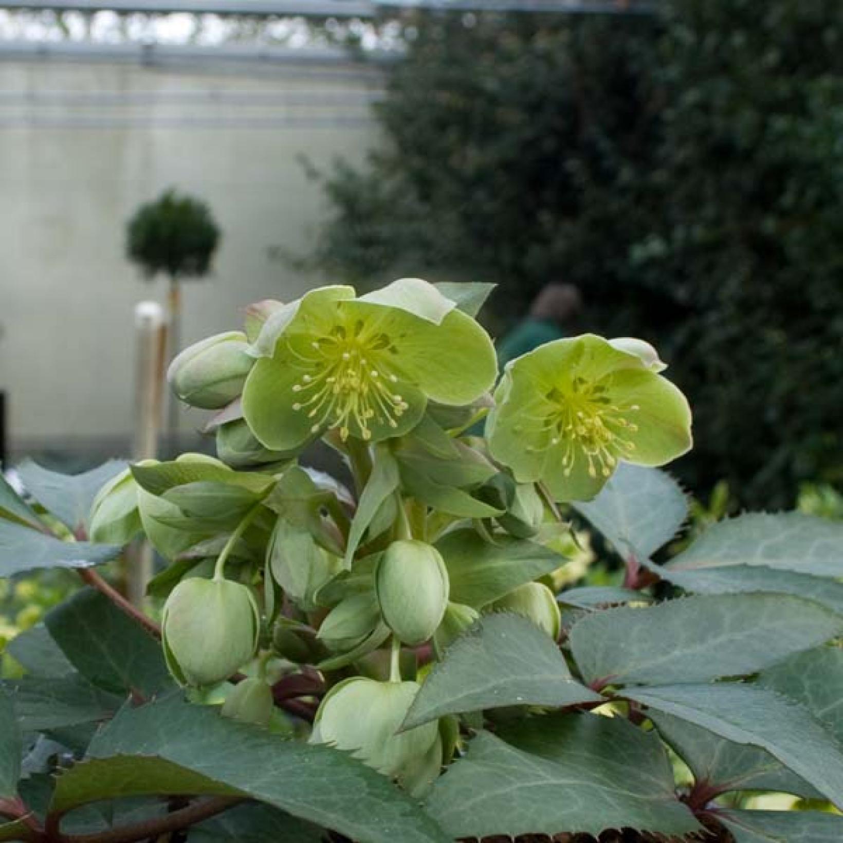 Helleborus x sternii - Hellebore de Stern - Rose de Noël à fleurs vertes