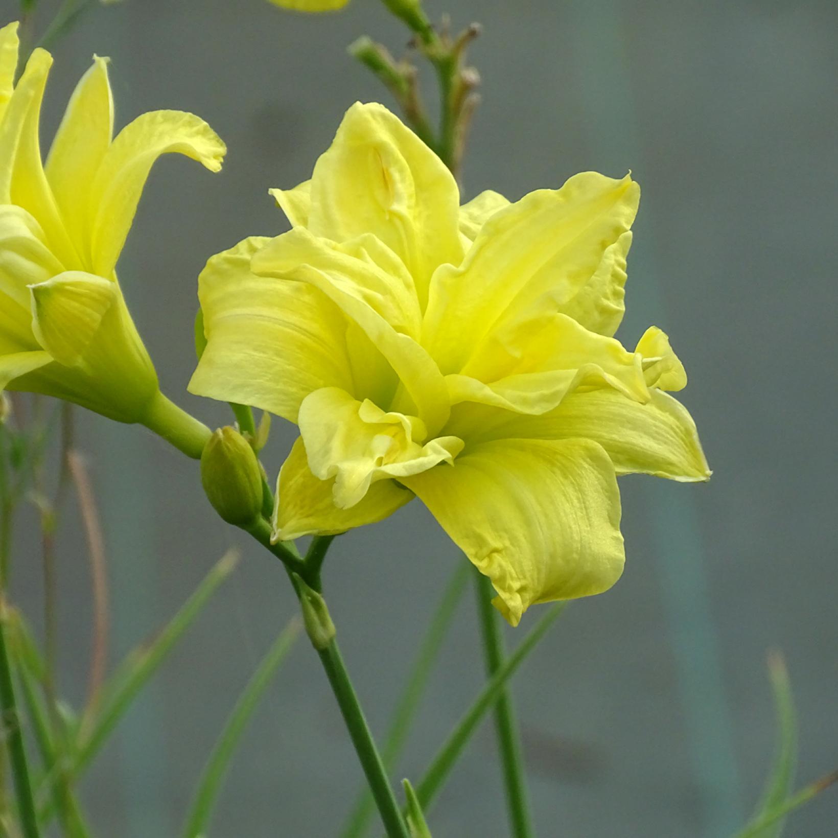 Hémérocalles Double River Wye - Hemerocallis - Des fleurs jaunes, semi ...