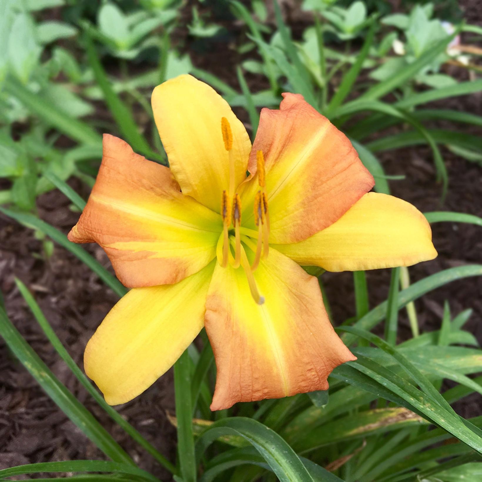Hémérocalle Everydaylily Punch Yellow - Variété compacte, très ...