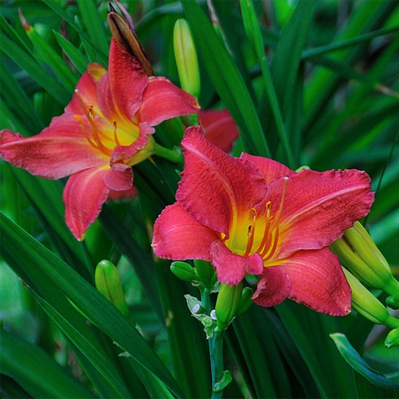 Hémérocalle Red Rum - Hemerocallis rouge cerise clair très pur.