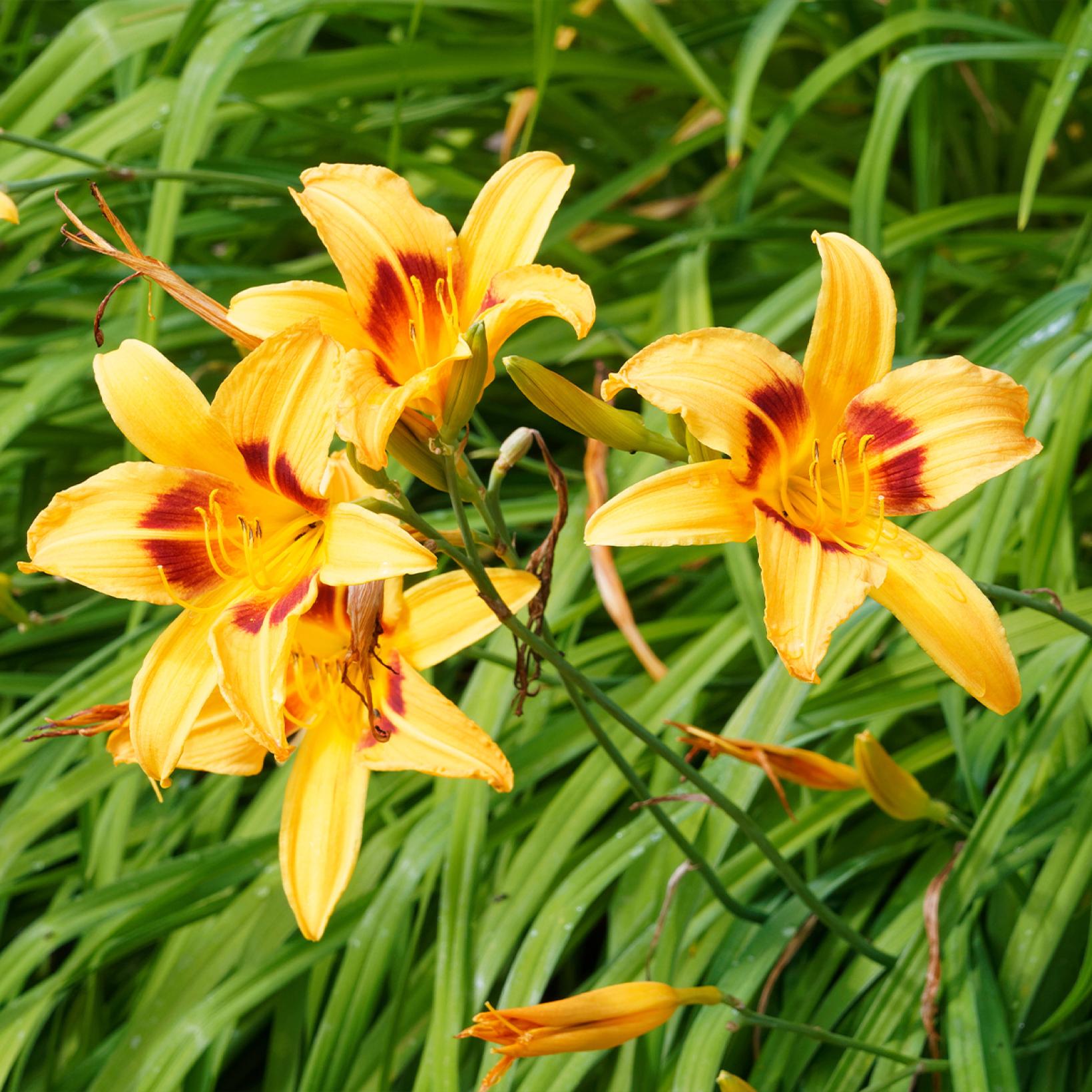 Hémérocalle Bonanza - Hemerocallis aux grandes fleurs jaune orangé halo ...