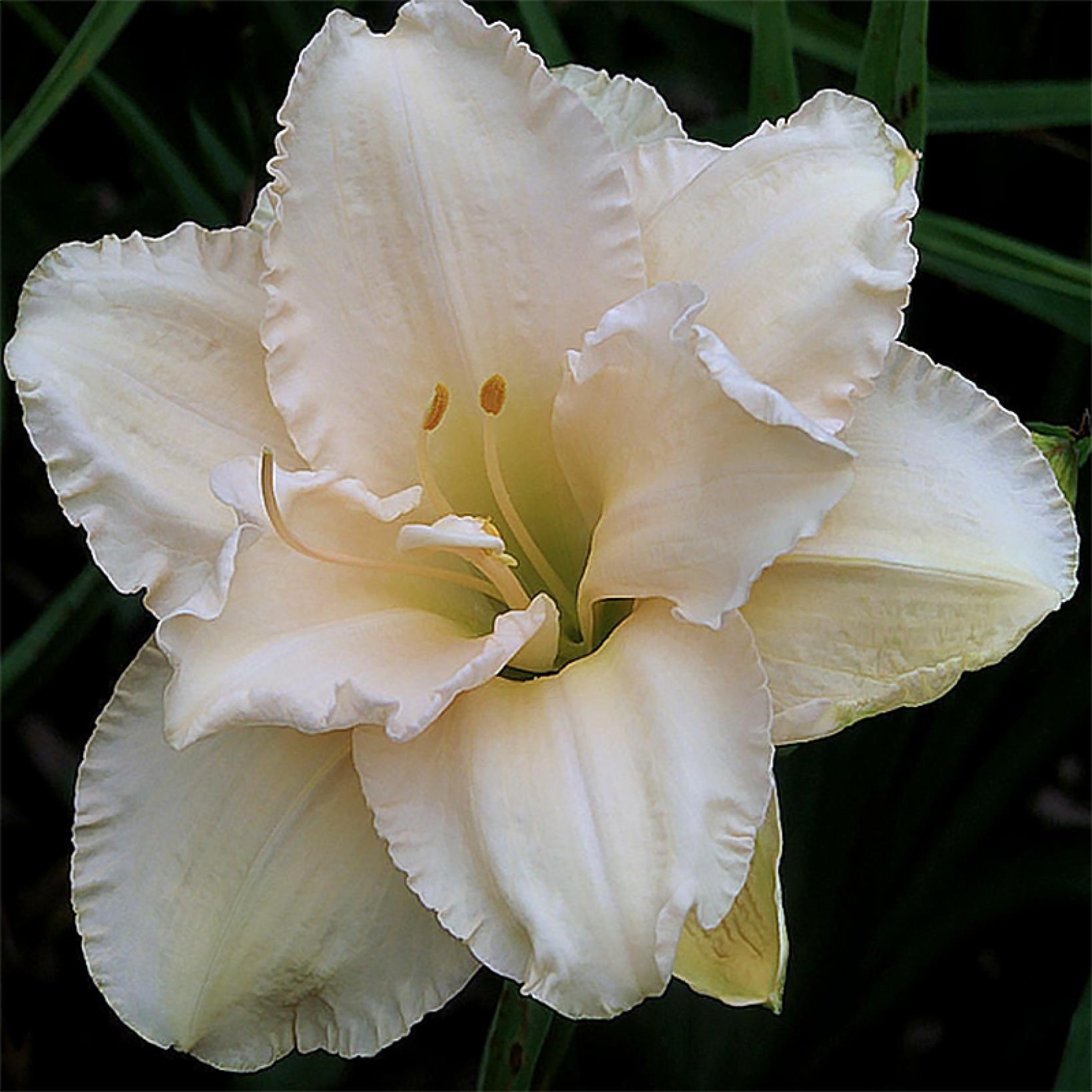 Hémérocalle Land of Cotton - Hemerocallis aux fleurs doubles crème à ...