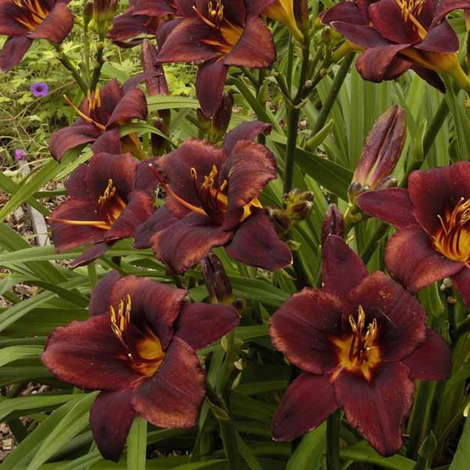 Hémérocalle Chocolate Candy - Hemerocallis - Des fleurs de Lys rouge acajou