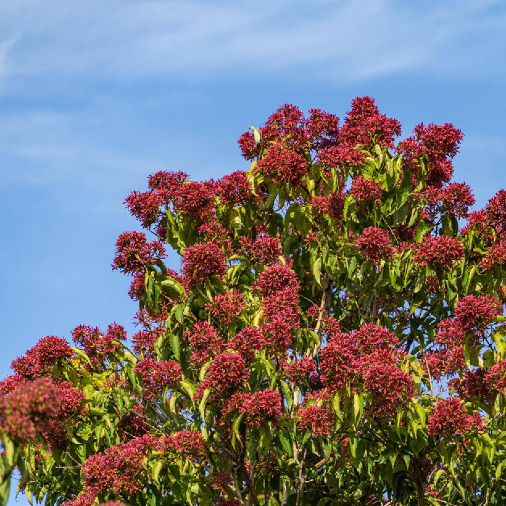 Heptacodium miconioides Temple of Bloom - Arbre aux sept fleurs ...