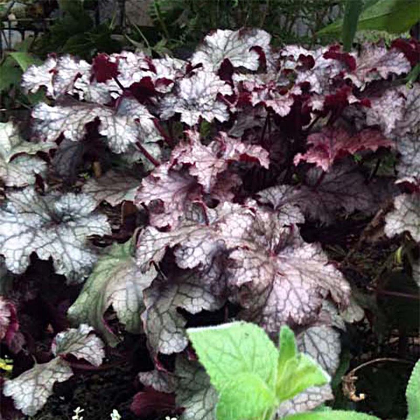 Heuchère Amethyst Mist - Heuchera bordeaux violacé marbré d'argent