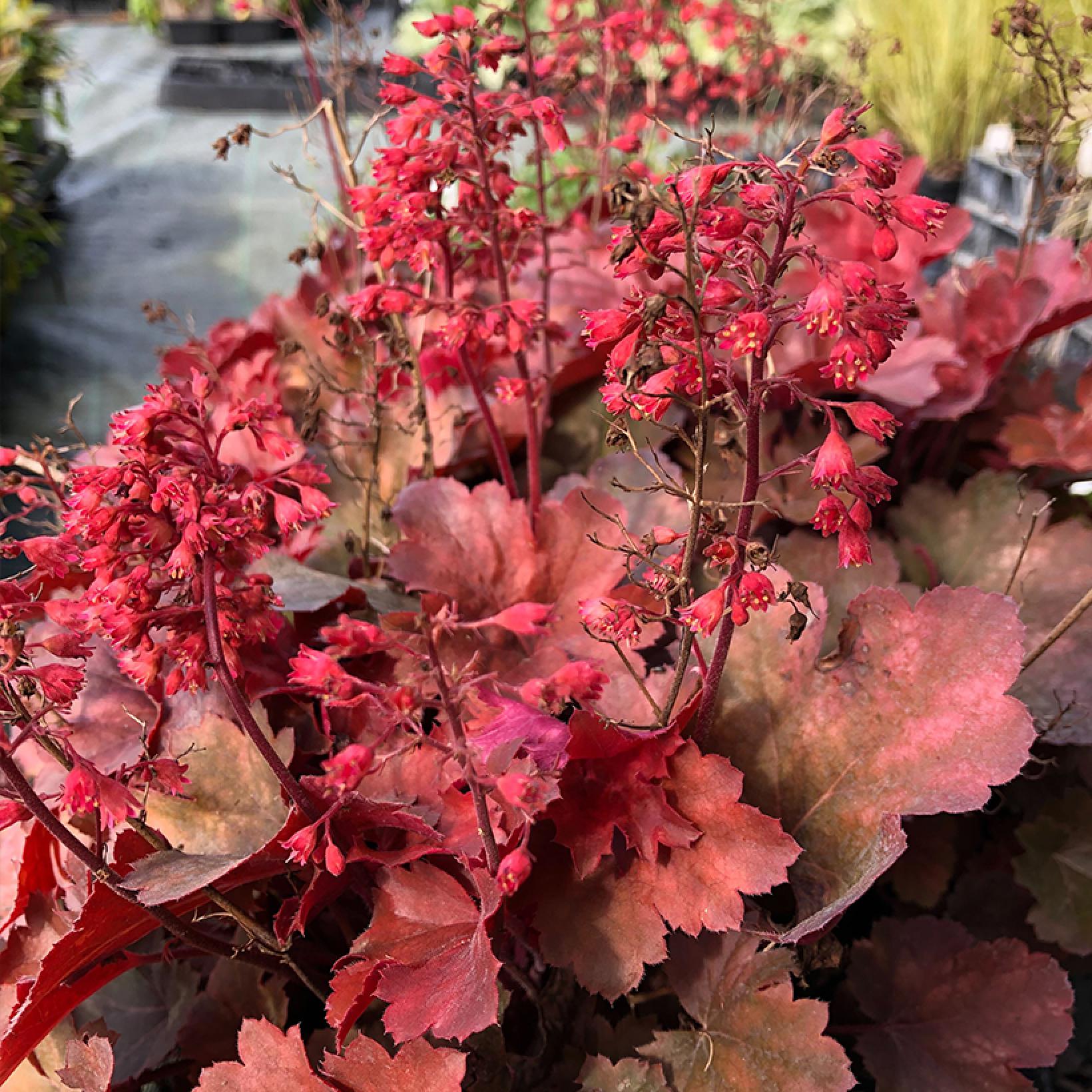 Heuchère Cherry Cola - Heuchera rouge cuivré à fleurs cerise