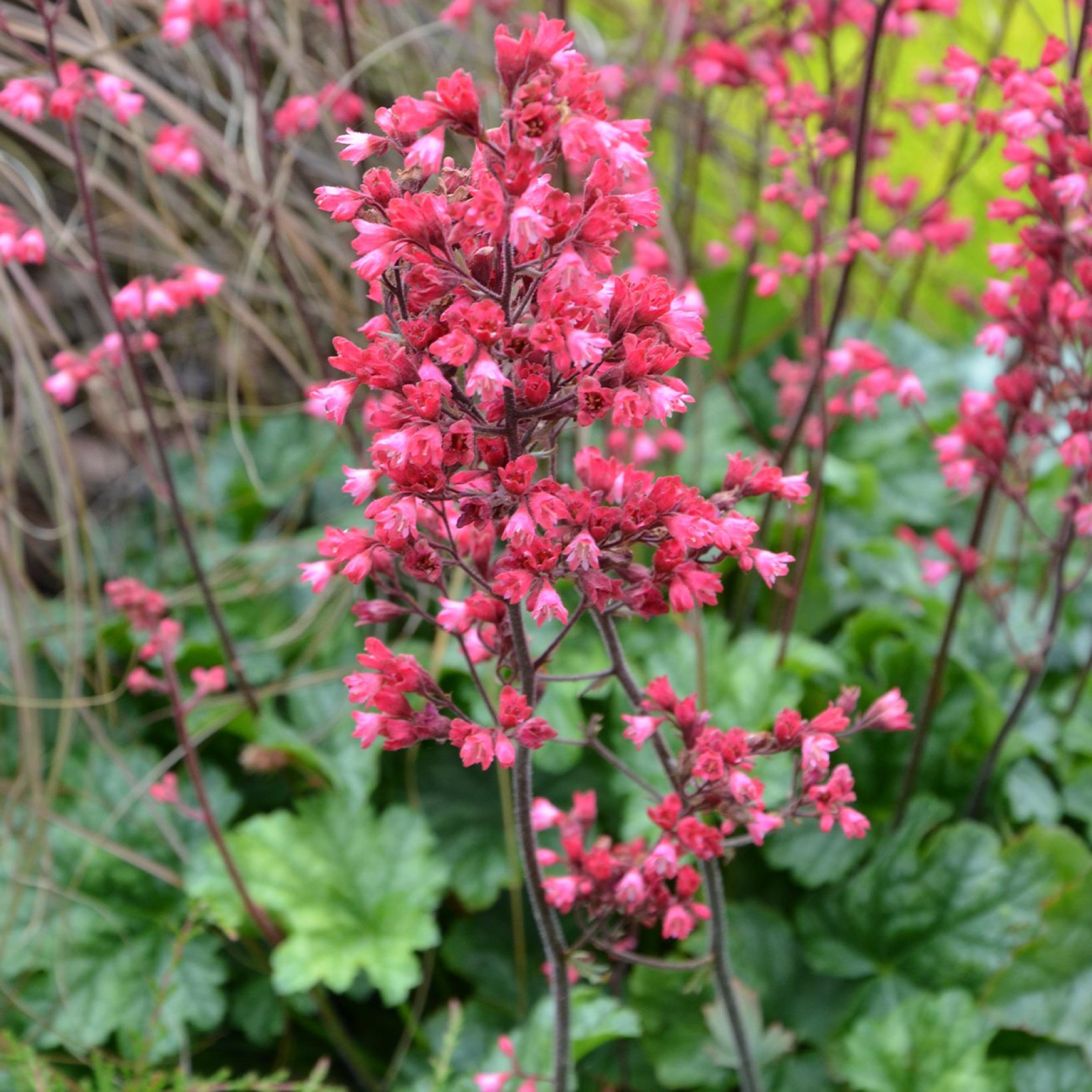 Heuchera Flower Power - Heuchère très florifère au feuillage vert ...