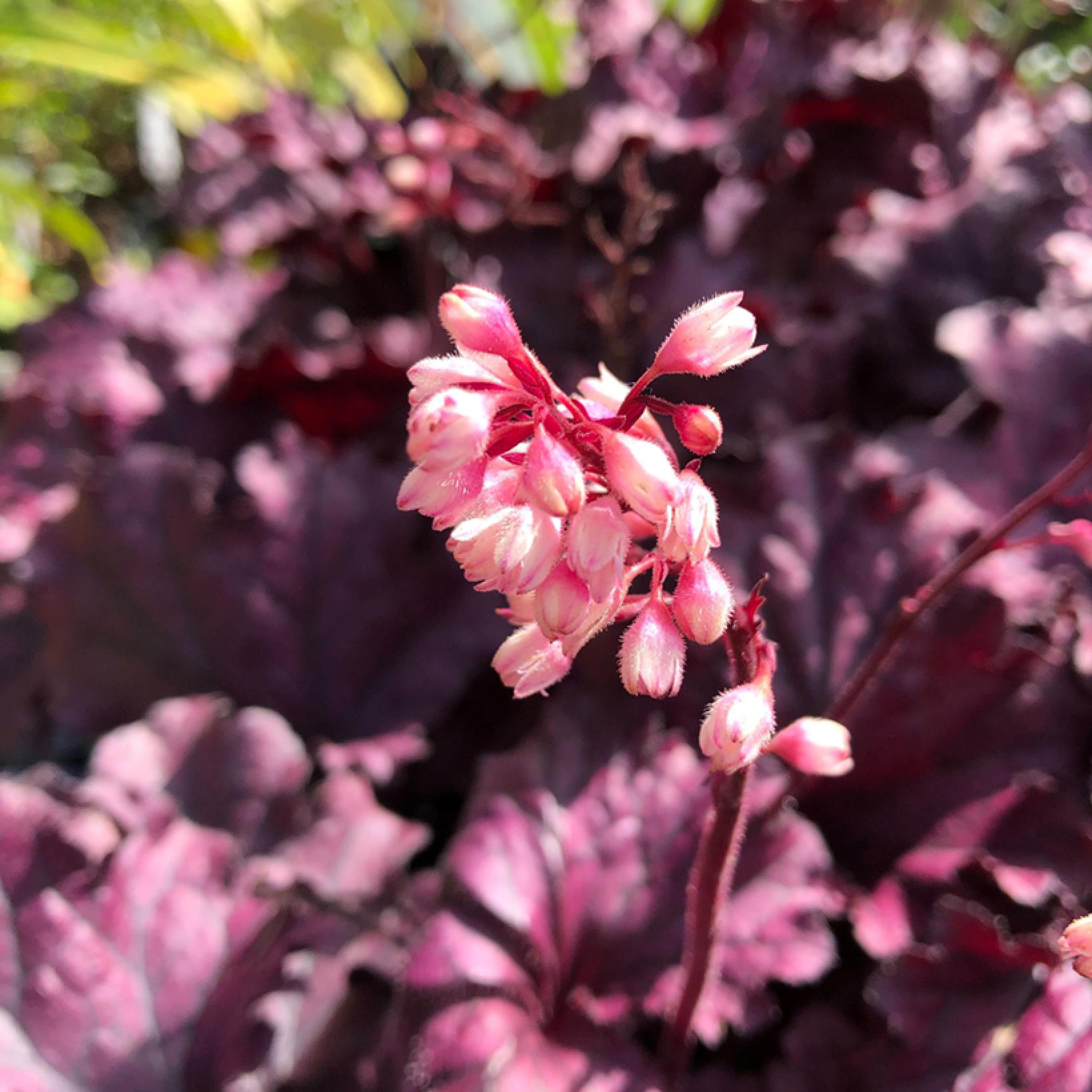 Heuchère Forever Purple - Heuchera - Une variété au sombre feuillage violet