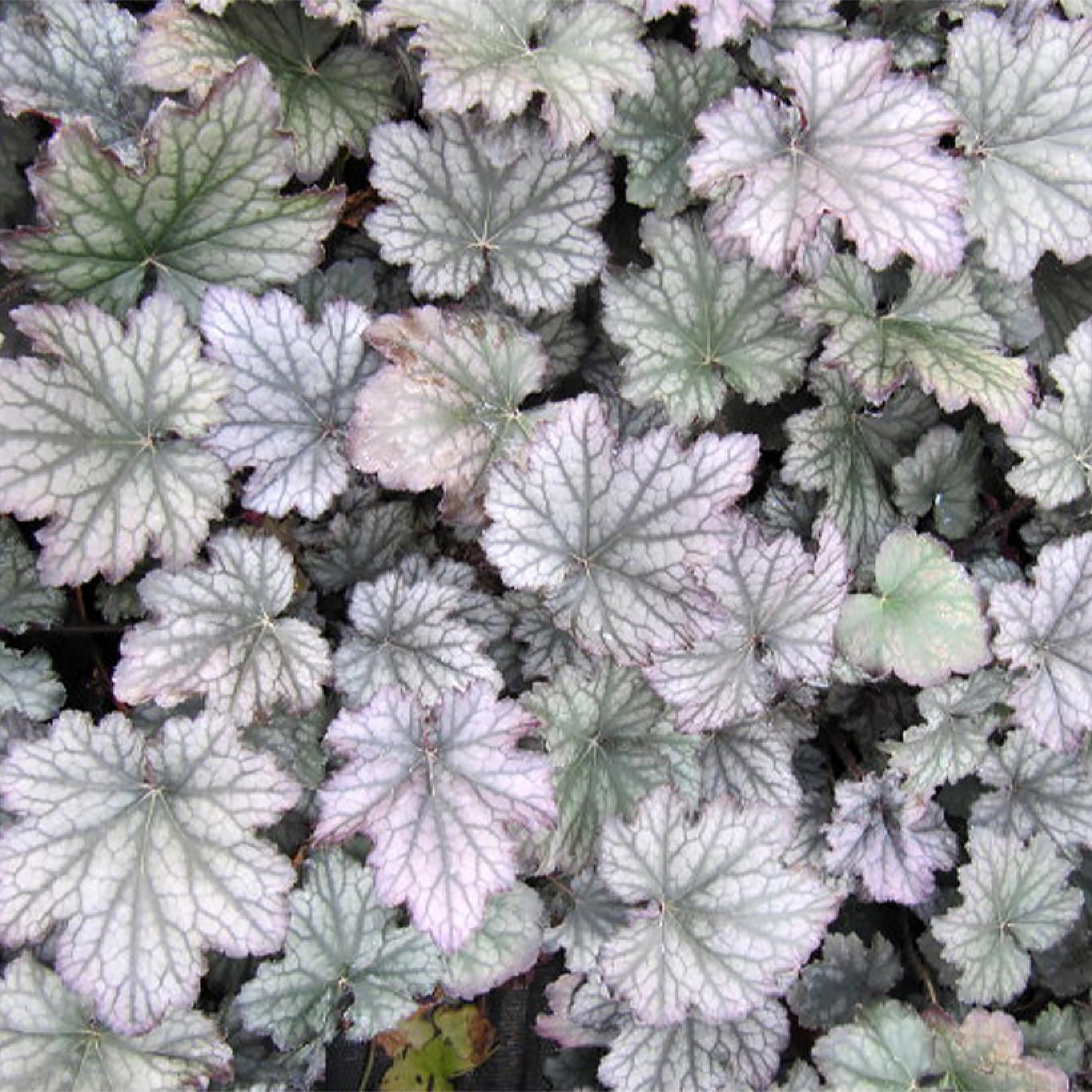 Heuchère Frosted Violet - Heuchera vigoureuse au feuillage violet d ...