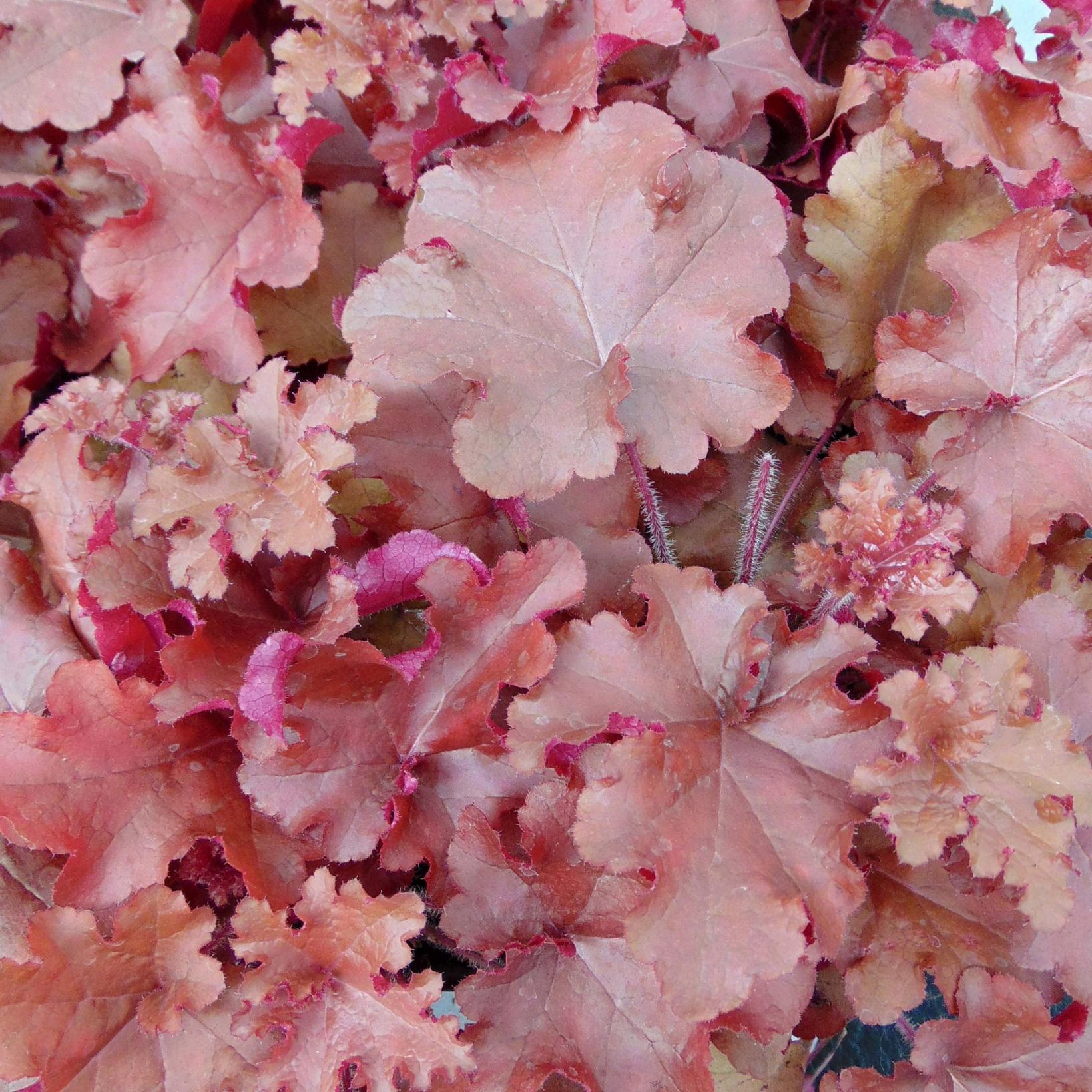 Heuchère Red Sea - Heuchera à feuillage luisant, rouge devenant cuivré.