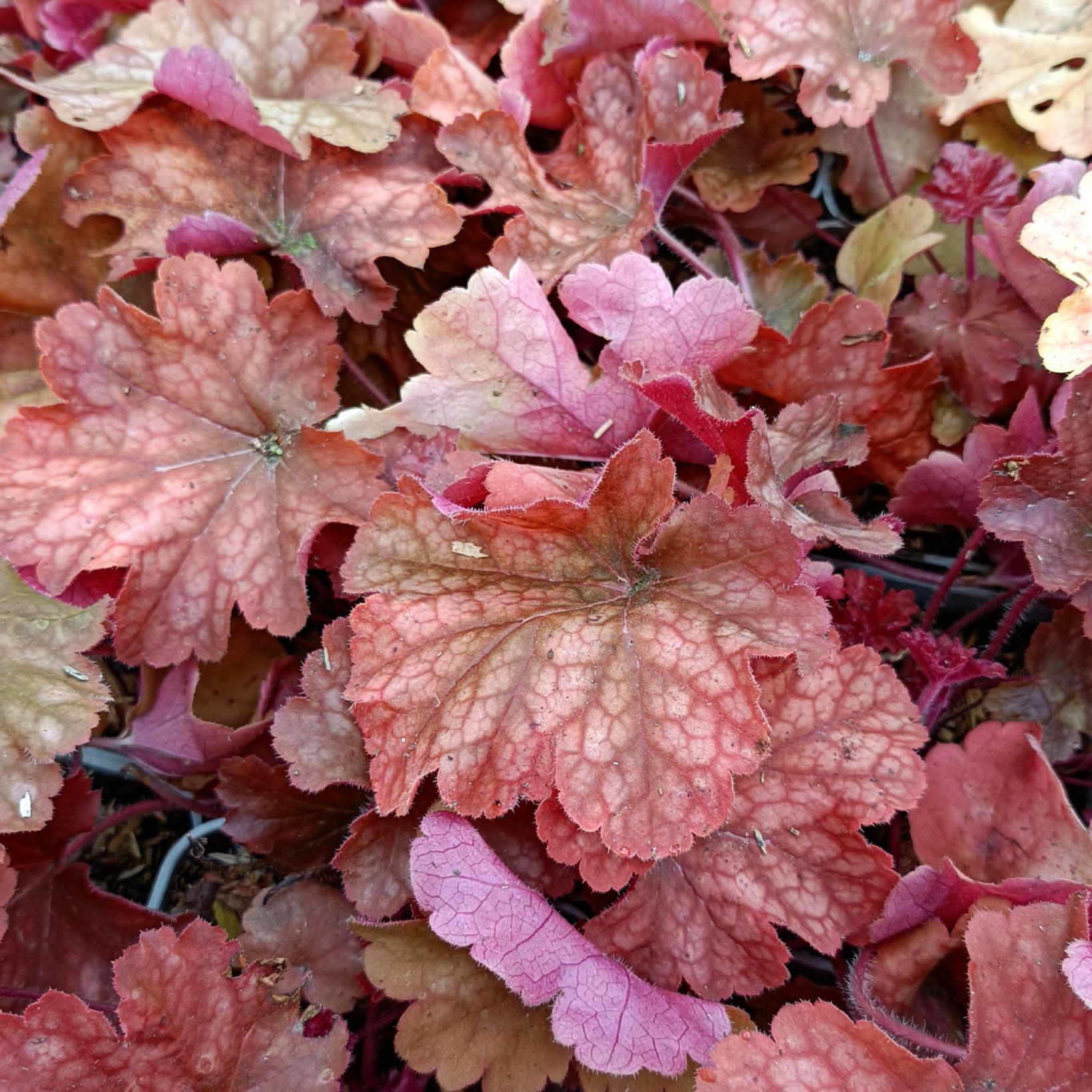 Heuchère Rio® - Heuchera - Vivace à feuillage rose orangé virant au ...