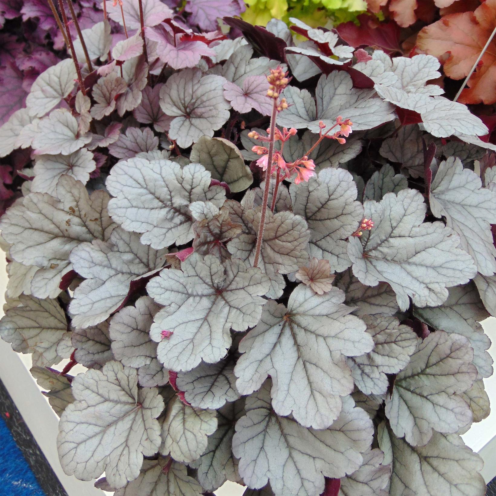 Heuchera Silver Gumdrop - Petite heuchère aux feuilles argentées et ...