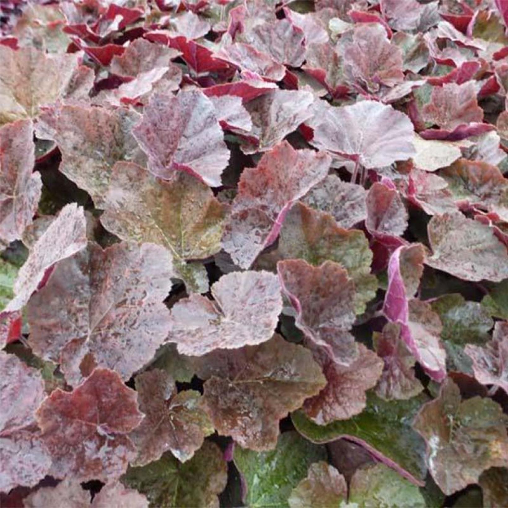 Heuchera XXL - Heuchère - des feuilles immenses, pourpres à bronze ...