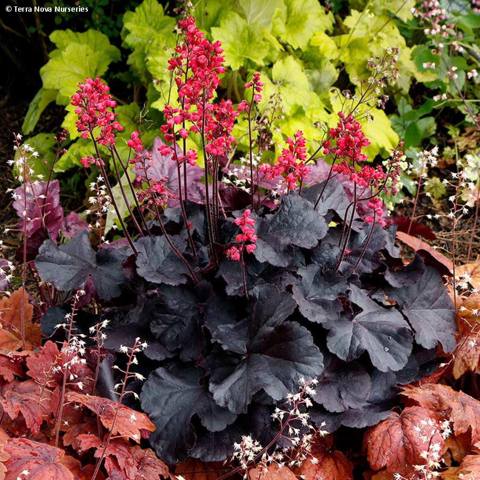 Heuchera Black Forest Cake - Heuchère brun foncé aux fleurs rouge cerise