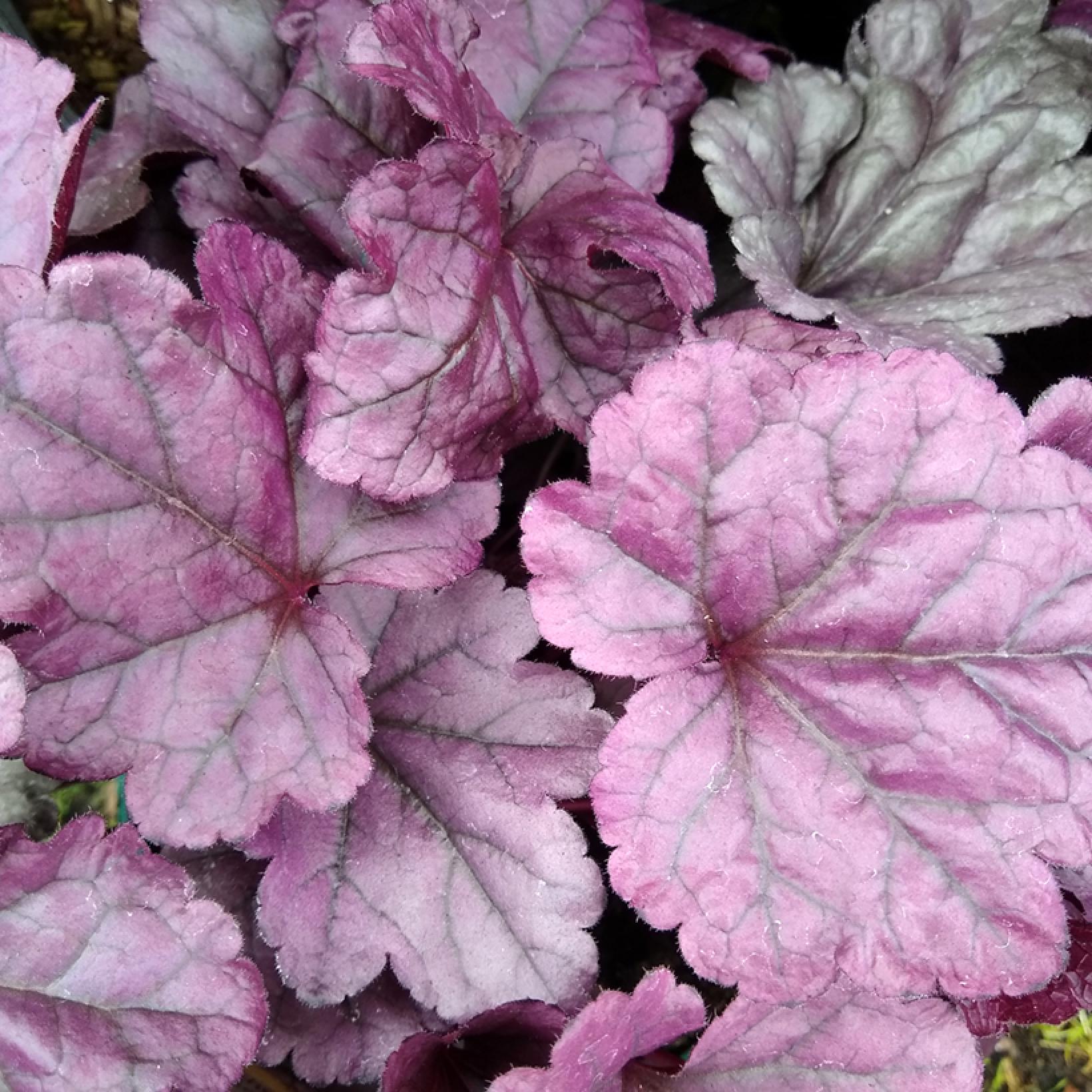 Heuchera Dolce Wildberry - Variété au feuillage brillant violet intense
