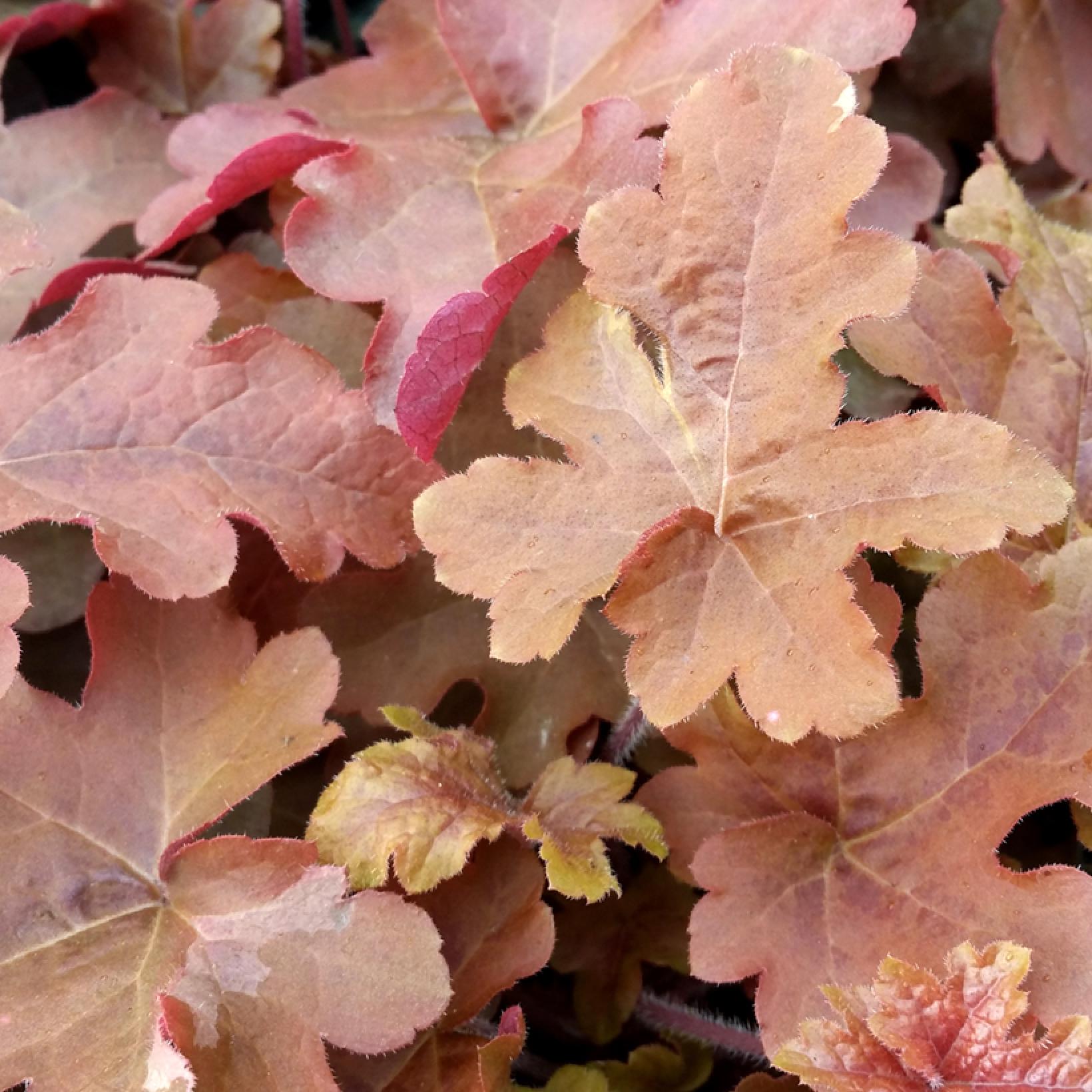 Heucherella Red Rover - Vivace au feuillage rouge pourpre persistant.